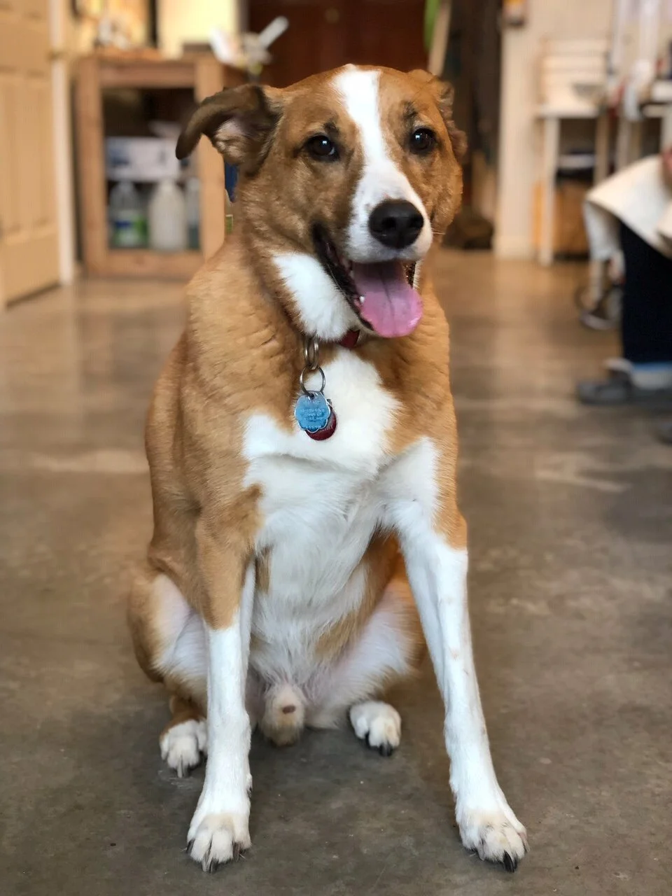 The Dog's Friend - The Borador, Dog Training, Paintings, and a Fable ...