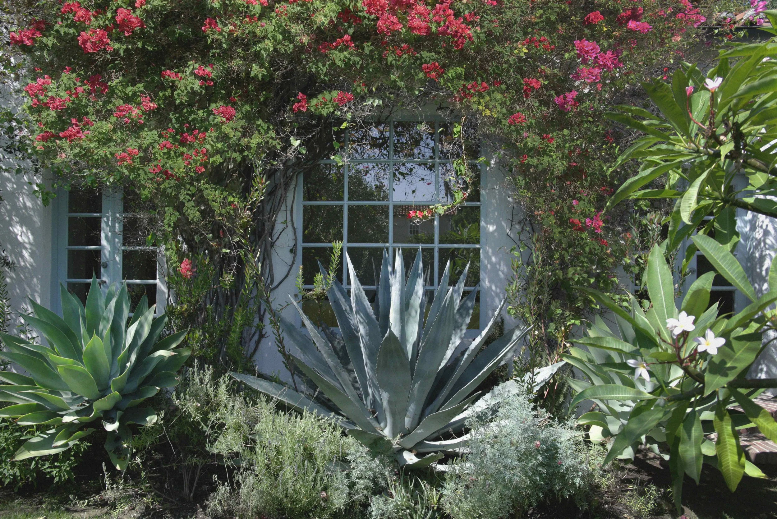 Angelo — Sarita Jaccard Design