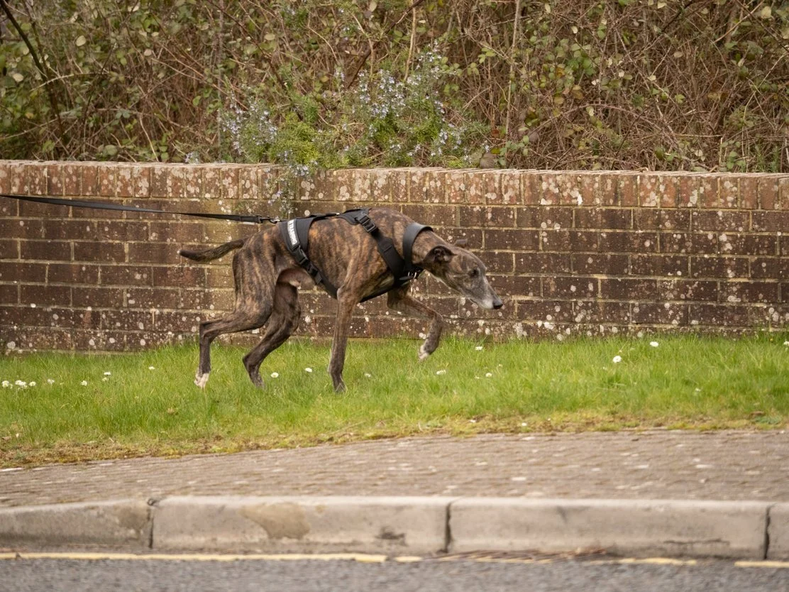 Mantrailing — Me & My Dog Academy