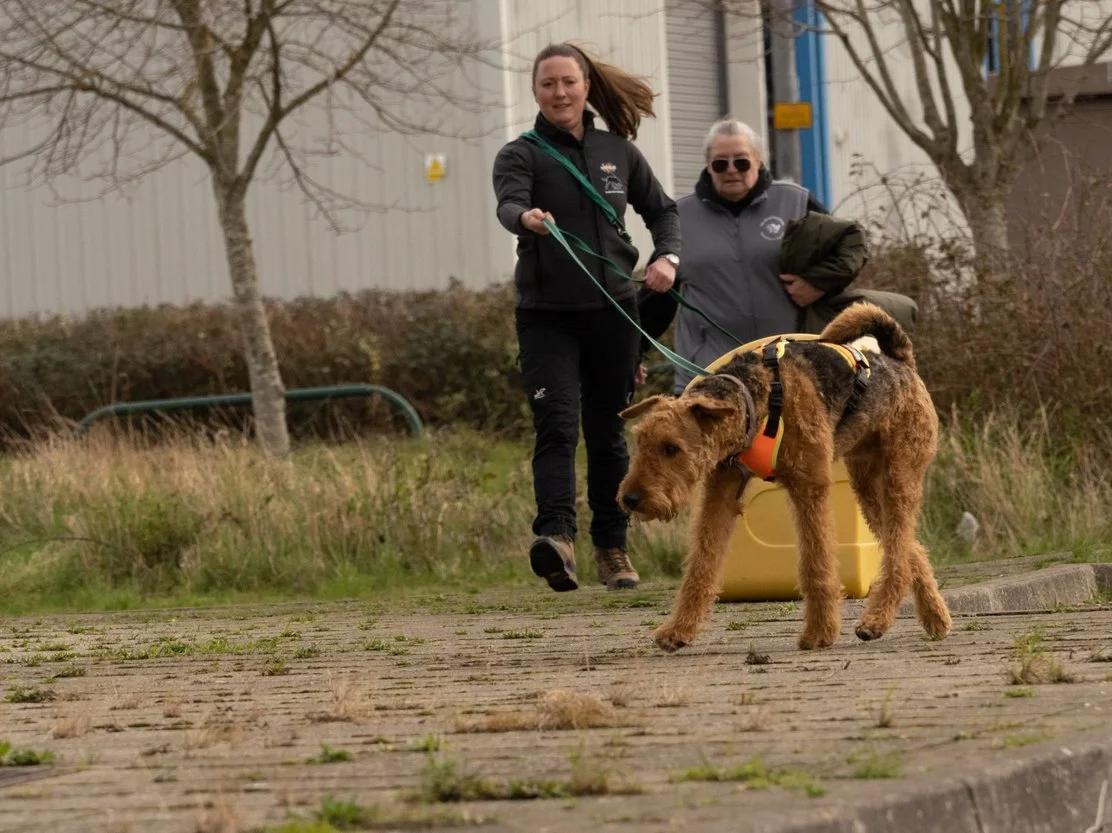 Mantrailing — Me & My Dog Academy