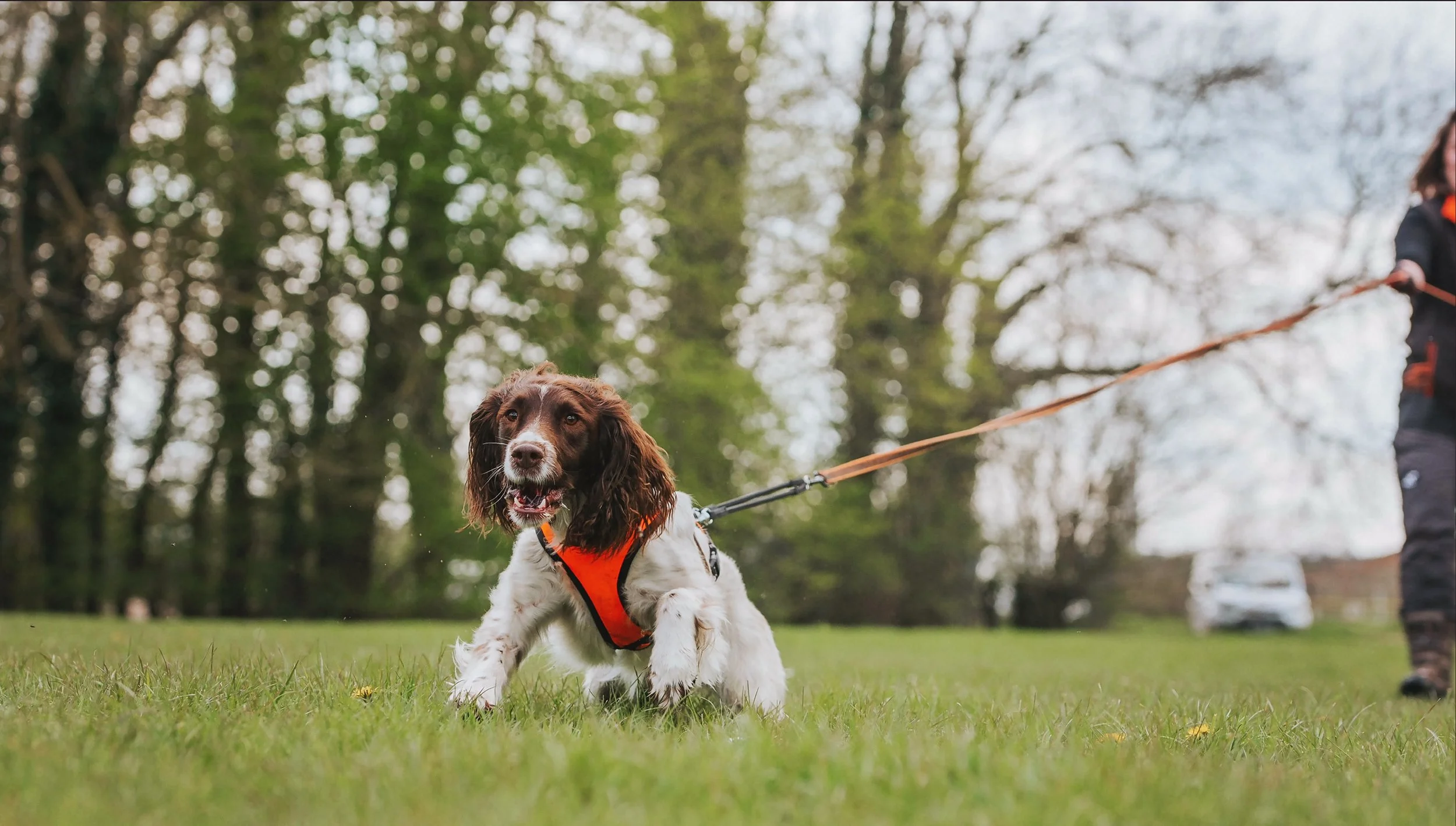 Mantrailing — Me & My Dog Academy