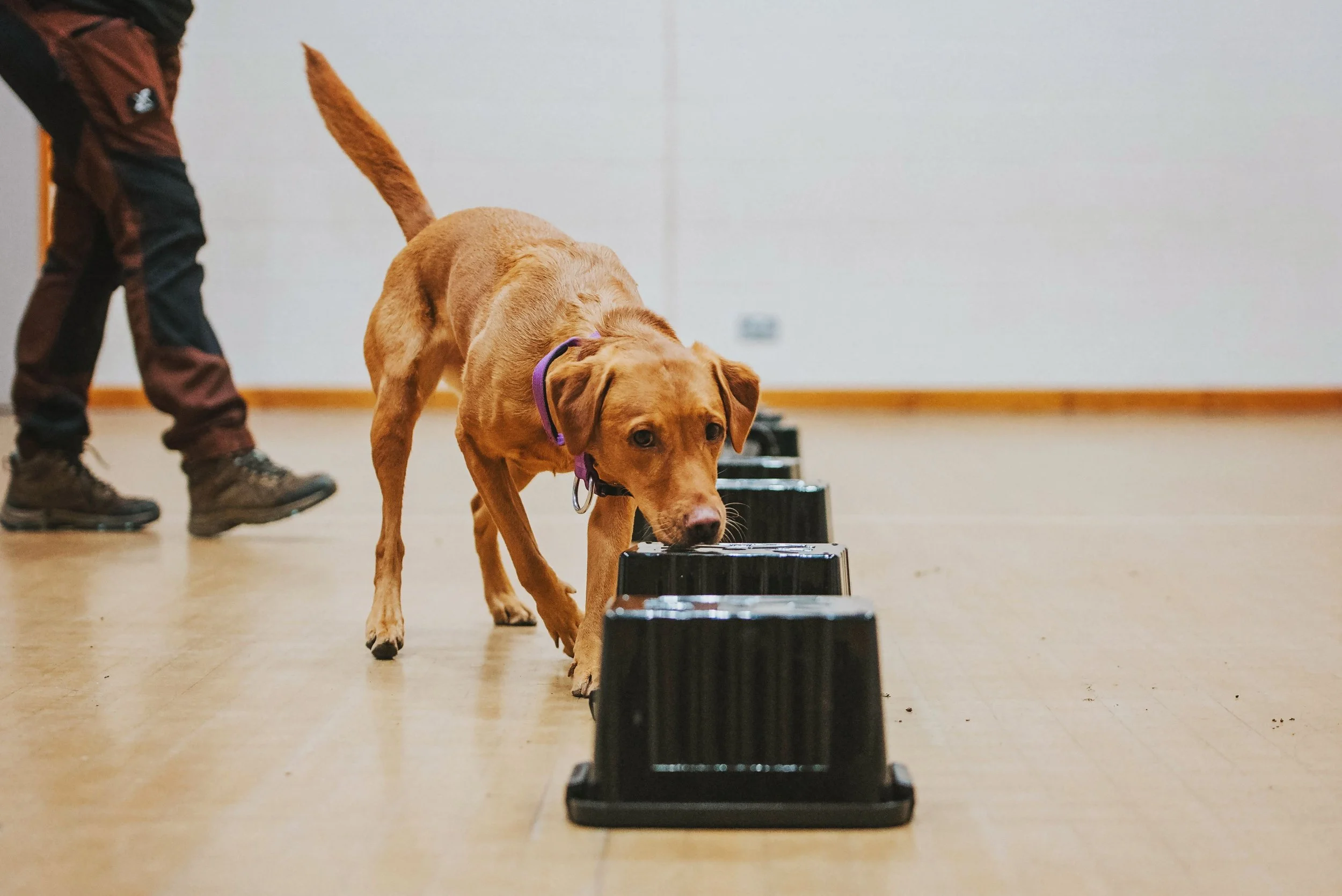 Scentwork Me My Dog Academy scentwork-me-my-dog-academy