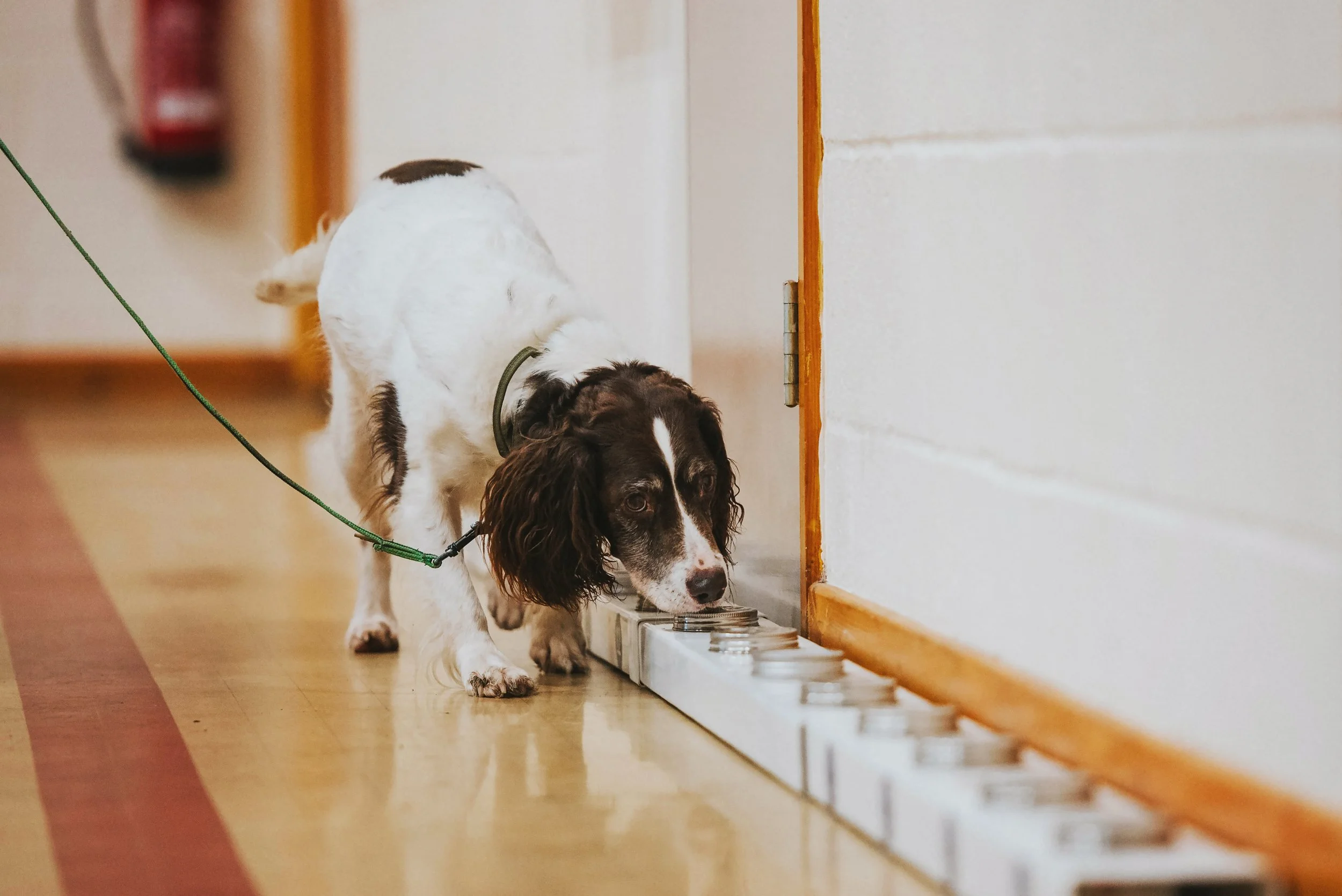 Scentwork — Me & My Dog Academy