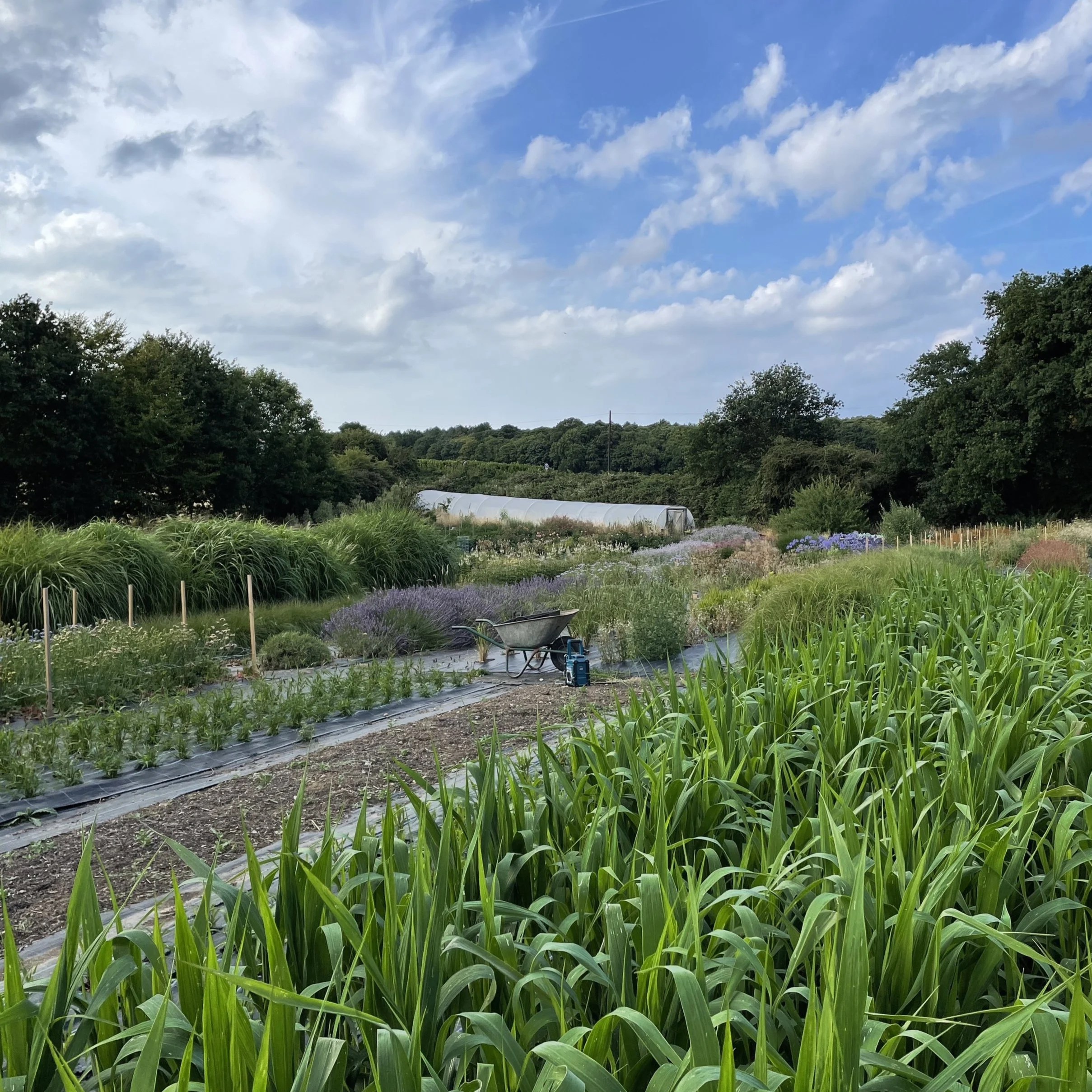 Introduction to Flower Farming workshop in North Norfolk — Forever ...