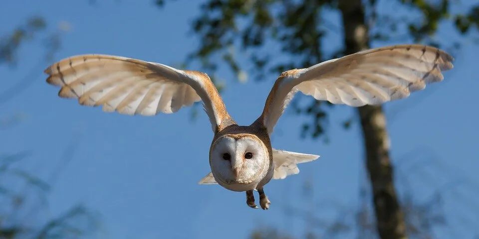 Barn Owls Hunting