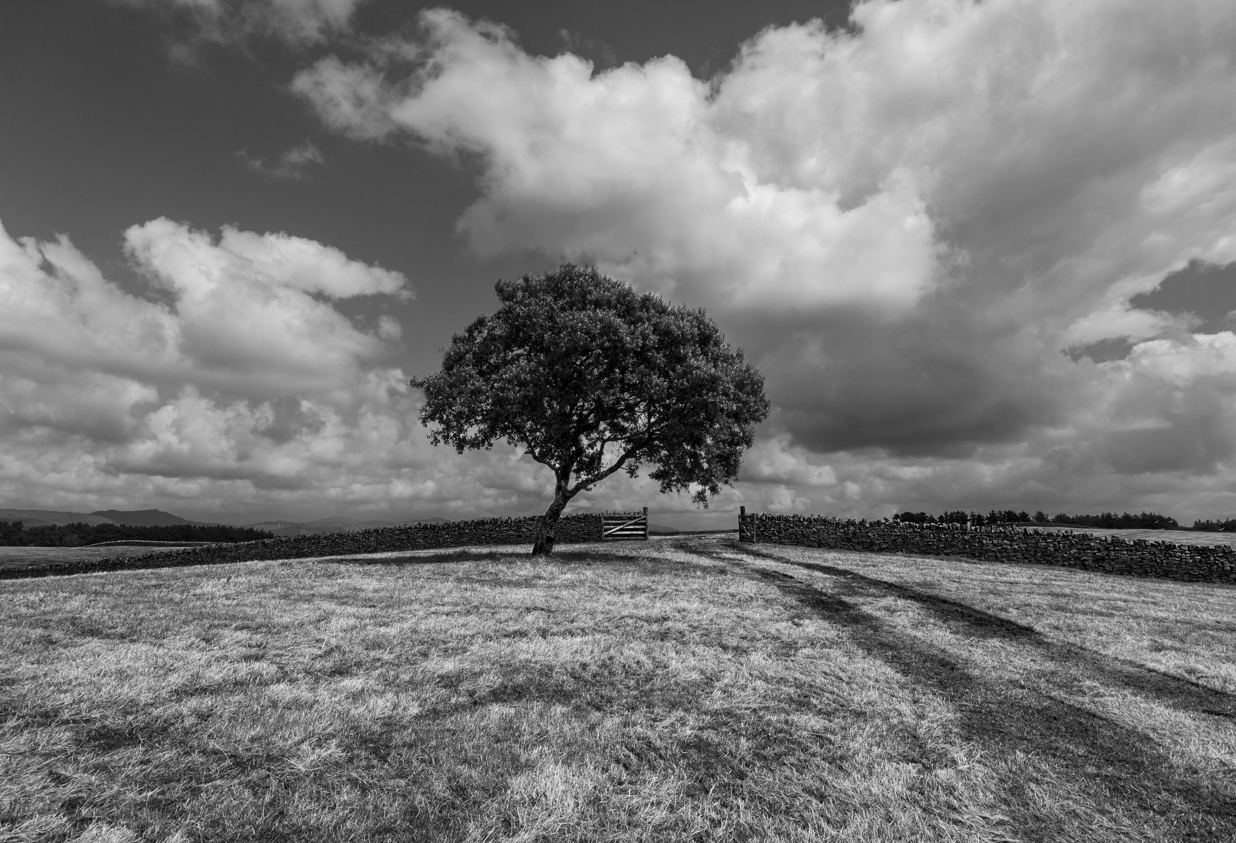 HOME [www.jacquidevenneyreed.com]