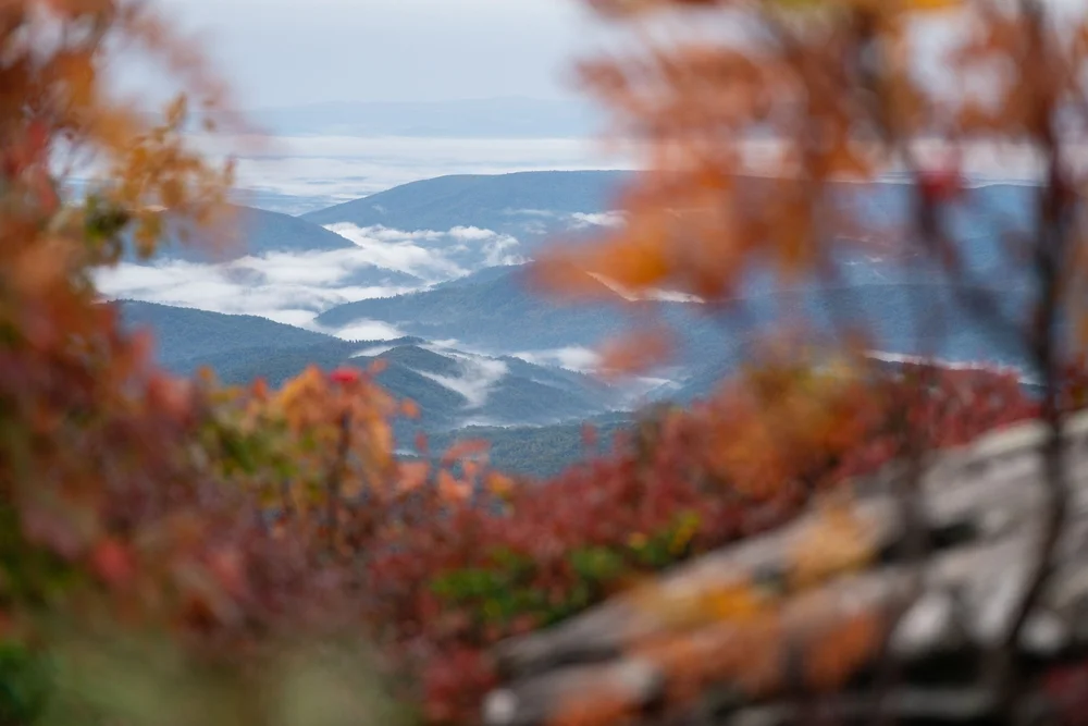 Guide to Fall Foliage on the Blue Ridge Parkway: North Carolina — Soda ...