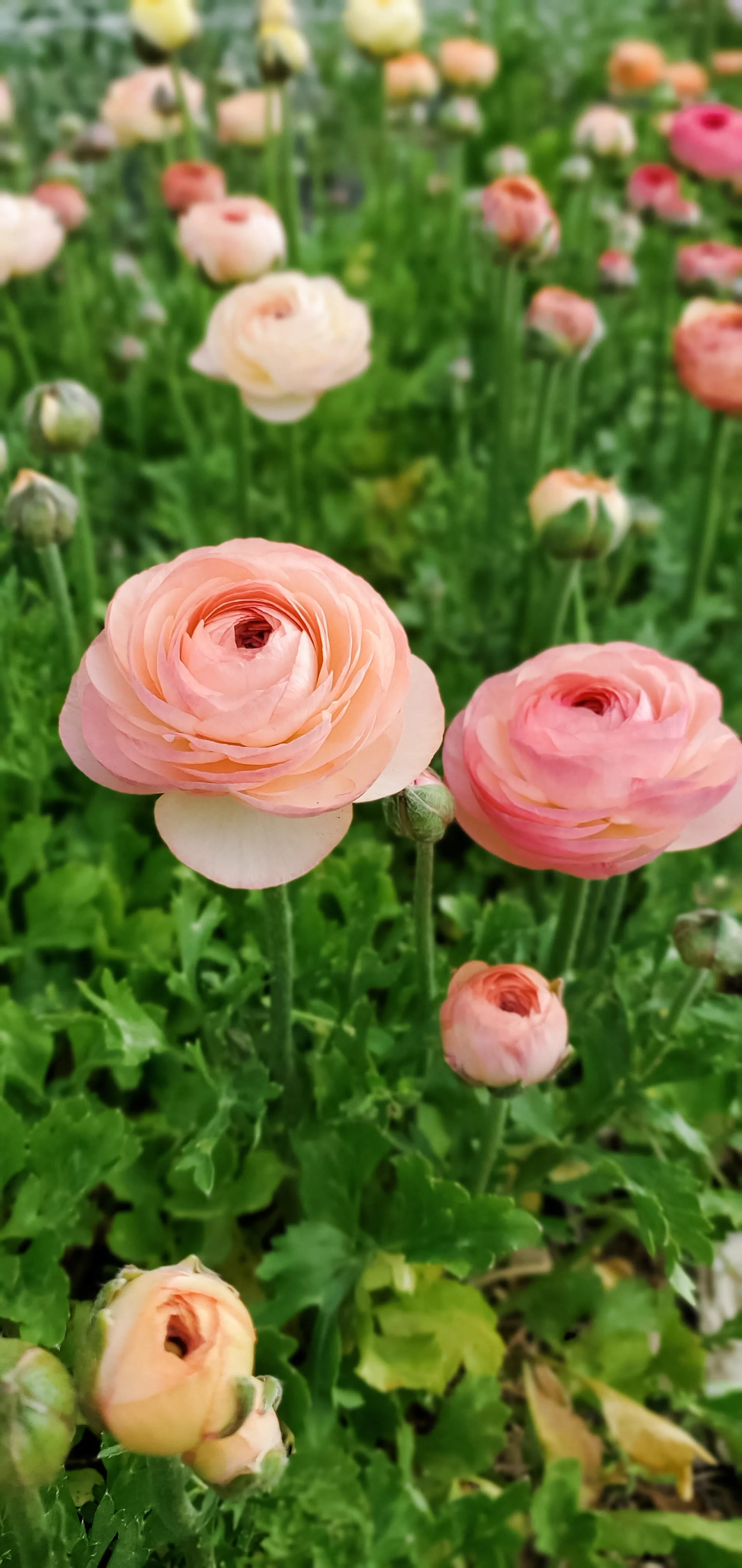 Fresh Cut Flowers & Seasonal Arrangements — Cool Spring Garden