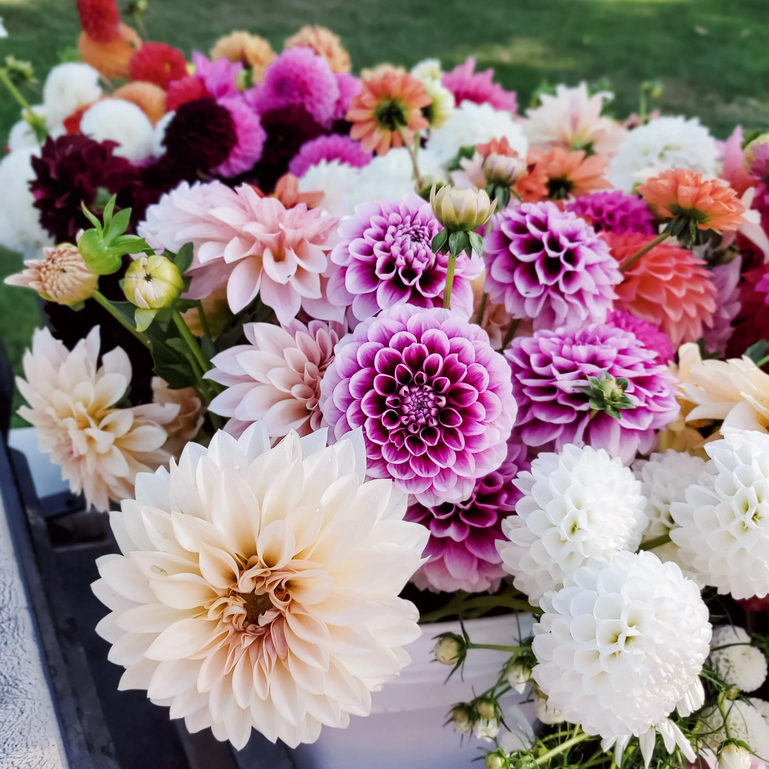 Fresh Cut Flowers & Seasonal Arrangements — Cool Spring Garden