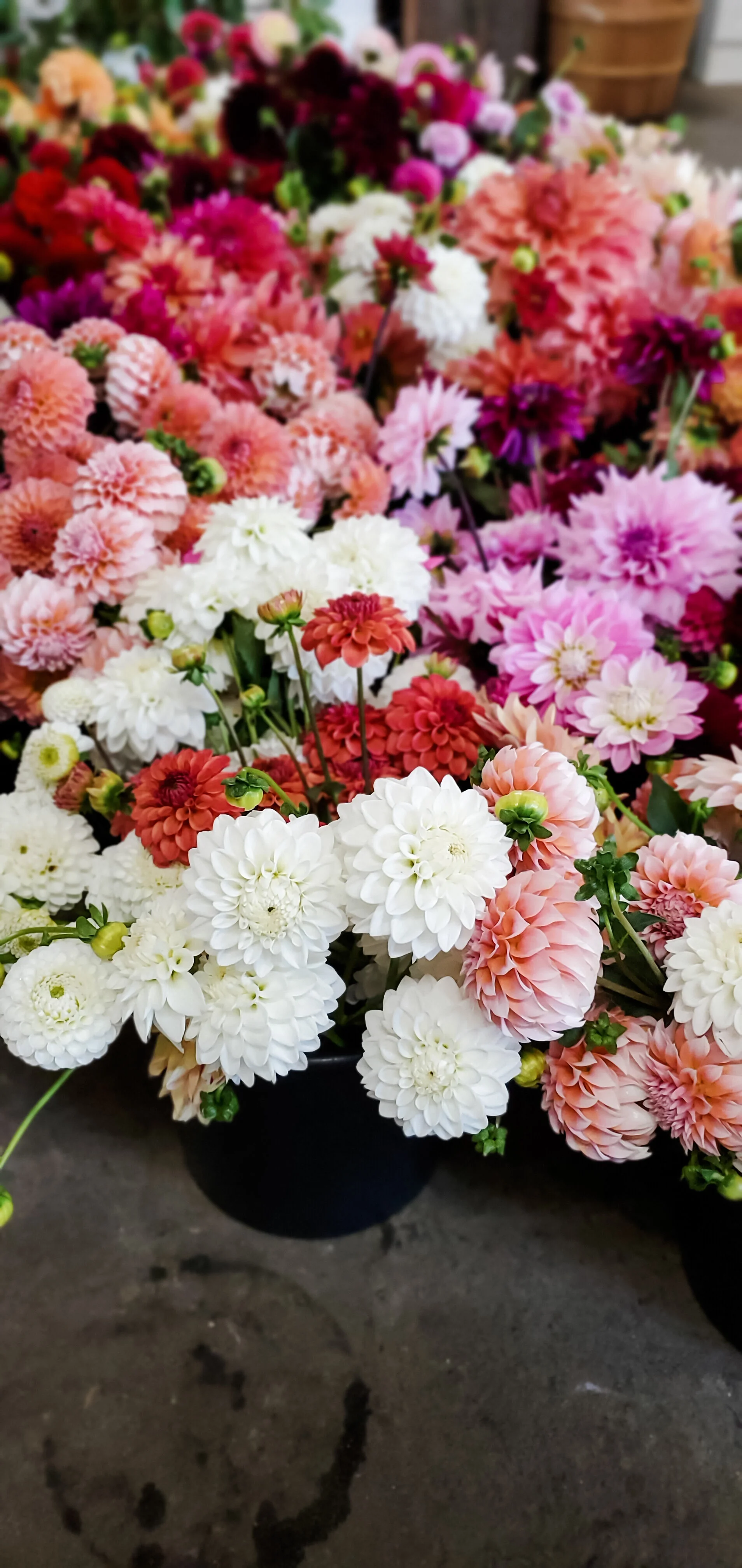 Fresh Cut Flowers & Seasonal Arrangements — Cool Spring Garden