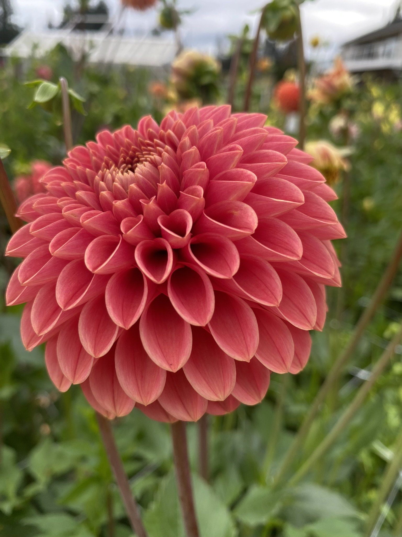Dahlia Tubers — Cool Spring Garden