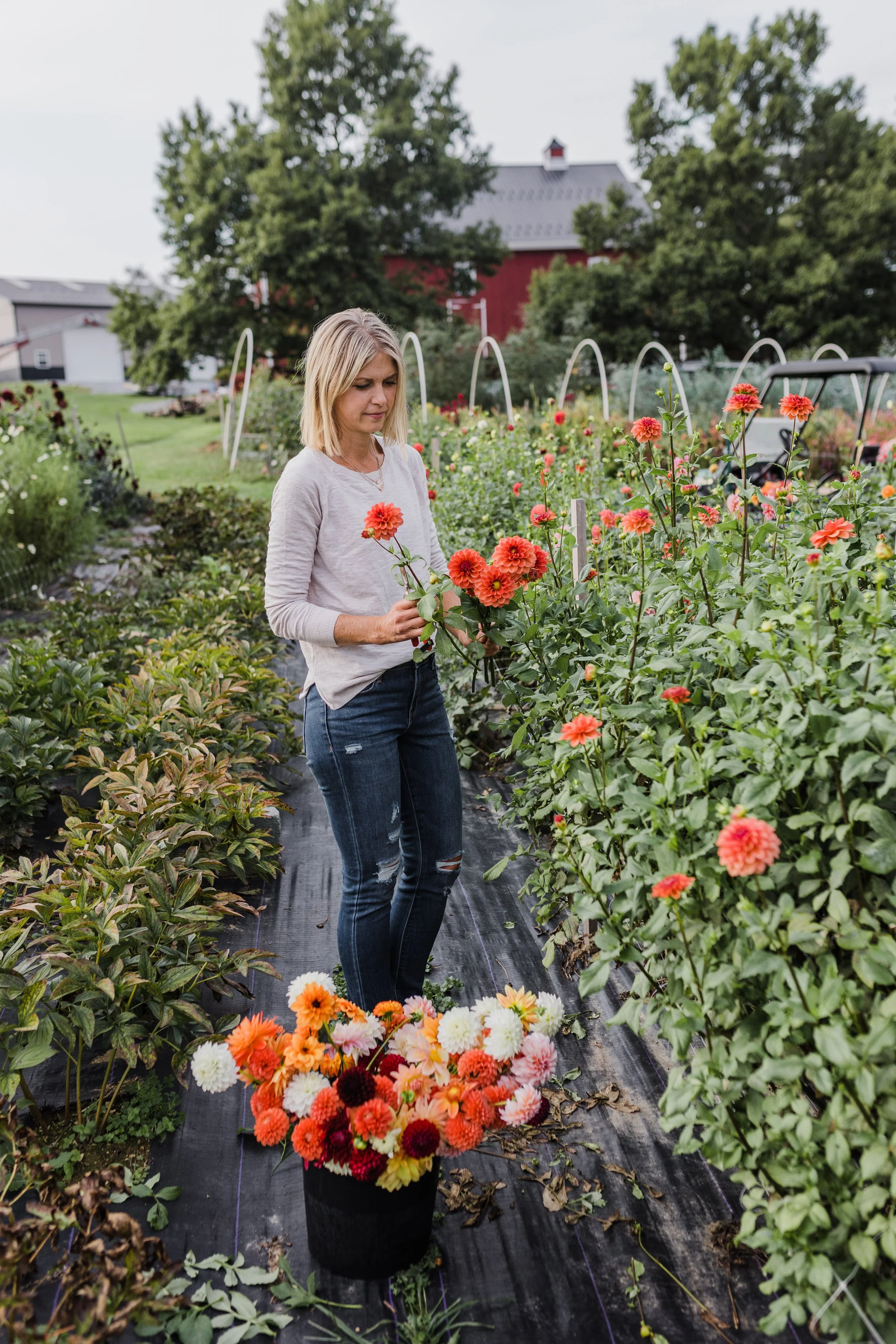 On the Farm — Cool Spring Garden