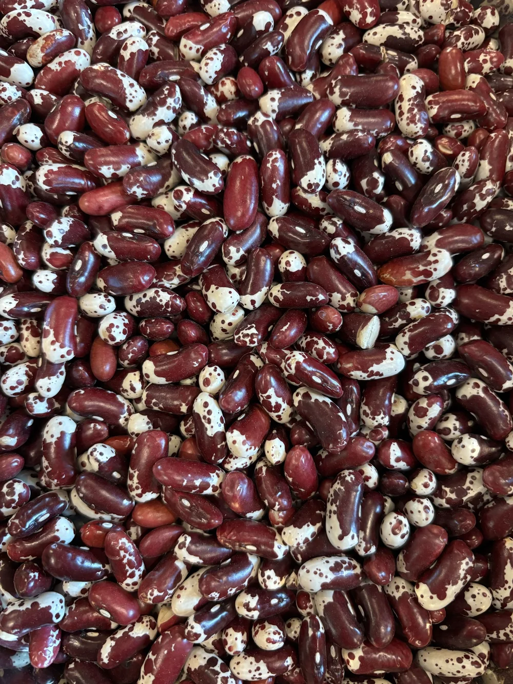 Small Red Cayenne Beans — MEADOWLARK ORGANICS