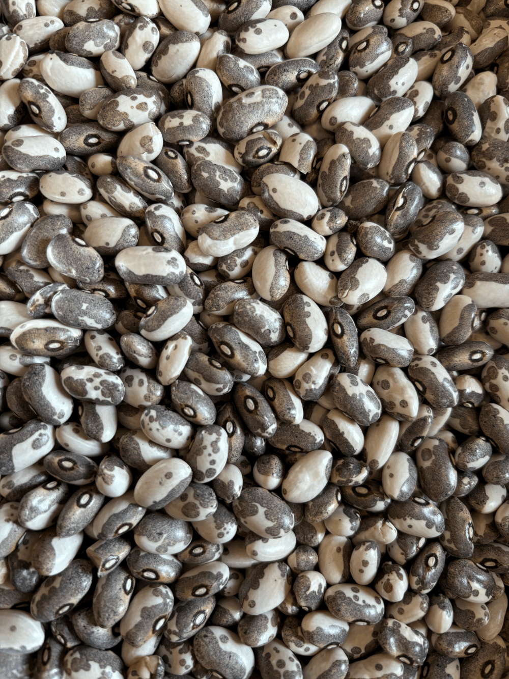 Small Red Cayenne Beans — MEADOWLARK ORGANICS