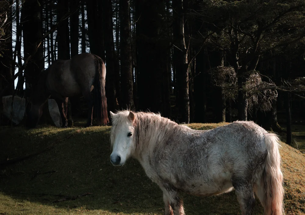 Meet Me by the Sea | Cornwall Lifestyle Blog —Cornwall Blog -Cornwall ...