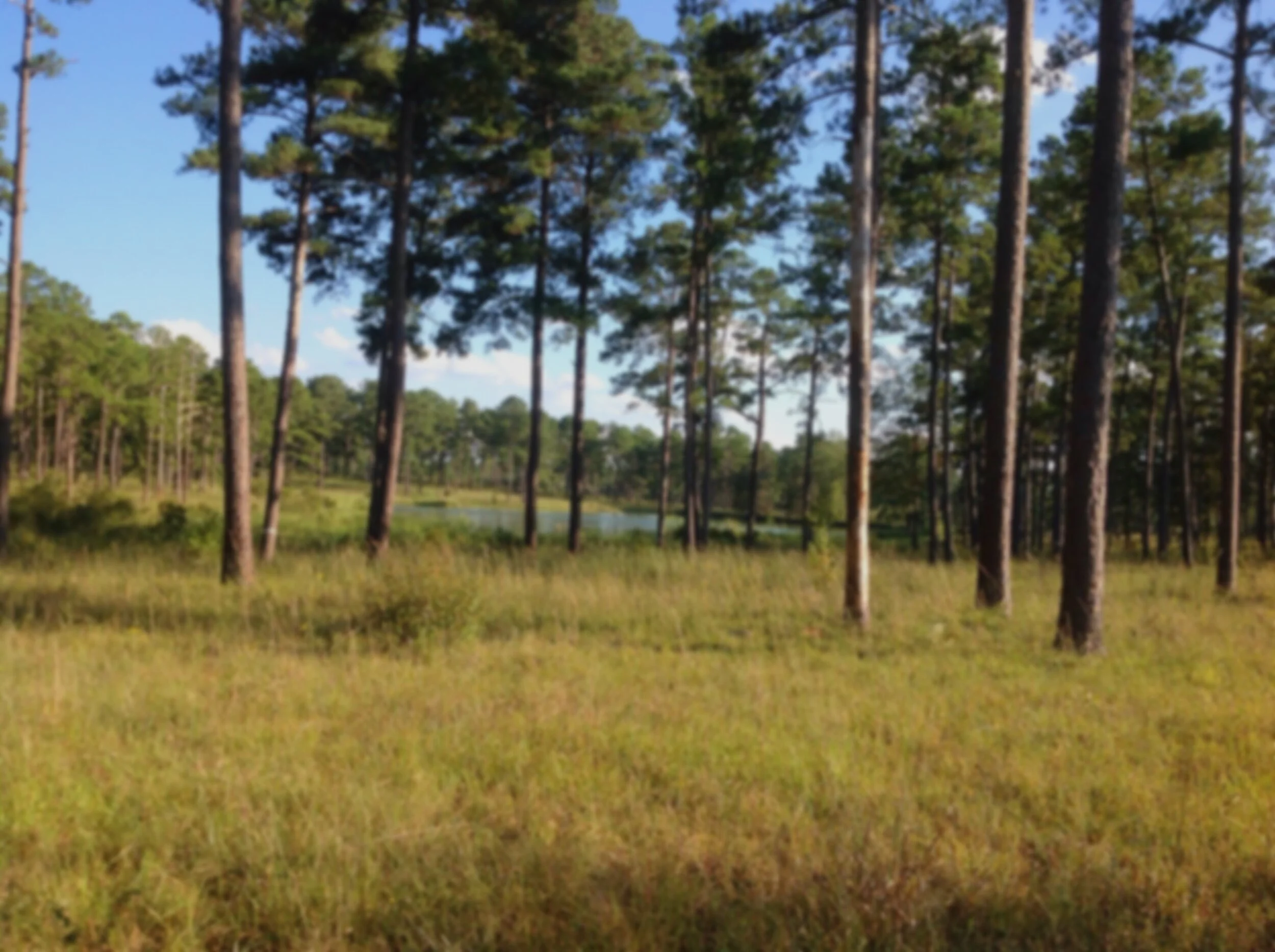 Alabama Forest Land Trust