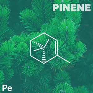Limonene vs Myrcene vs Caryophyllene | Cannabis Terpene Guide