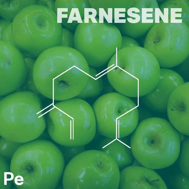 Limonene vs Myrcene vs Caryophyllene | Cannabis Terpene Guide