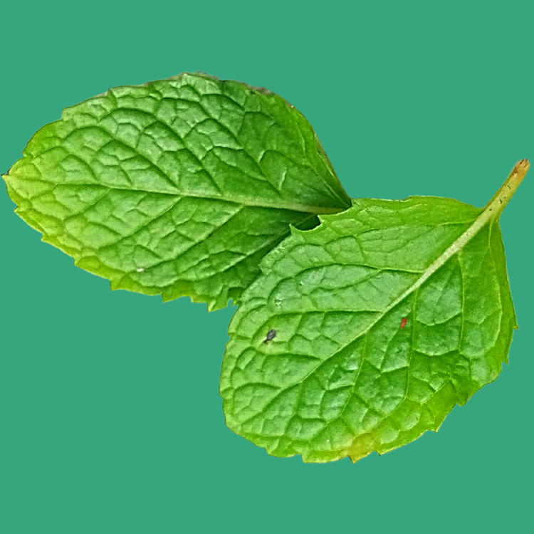 Mint vs. Mint: What's the Difference? — Adornleaf Tea Co.