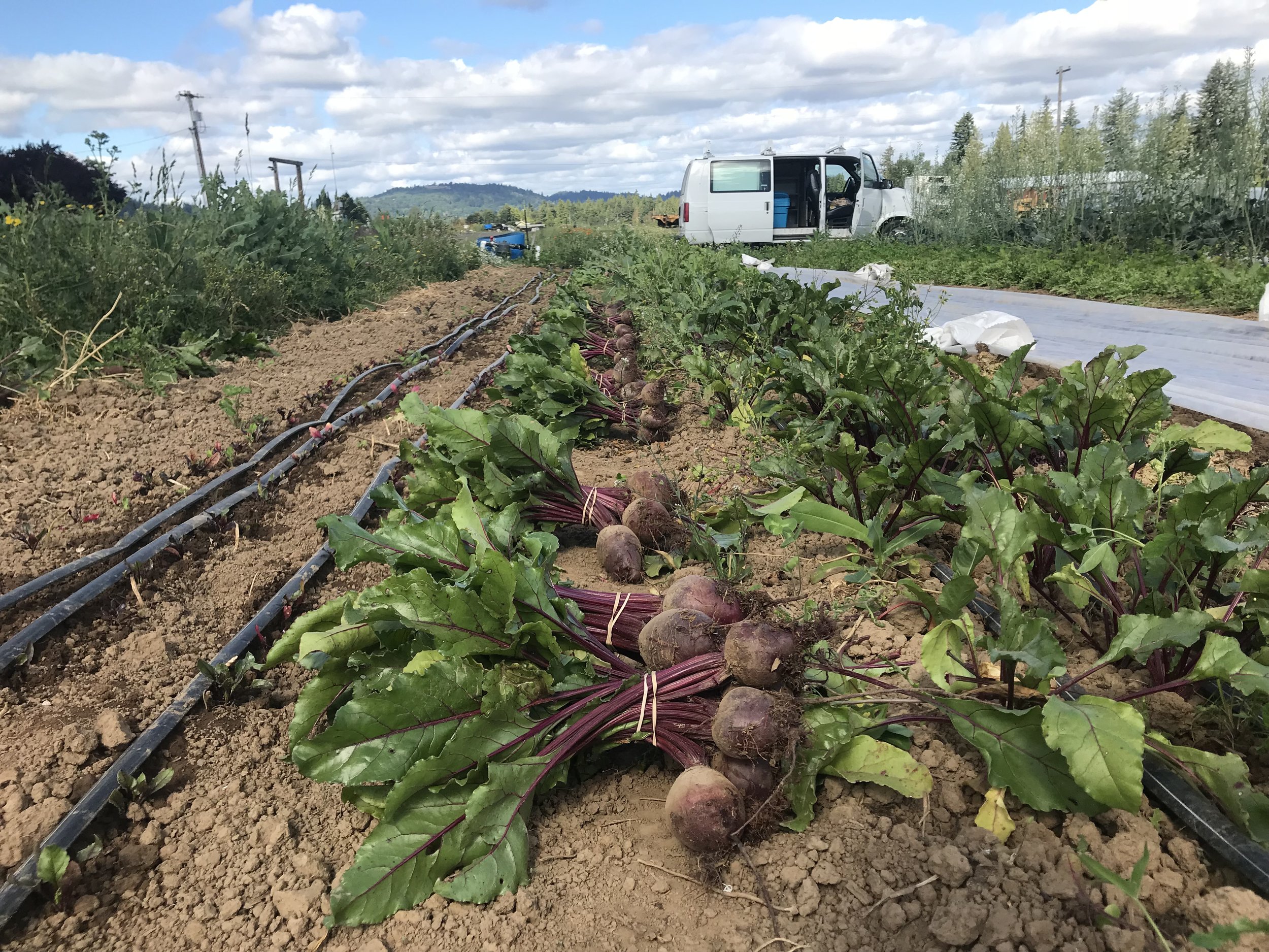 Mora Mora Farm