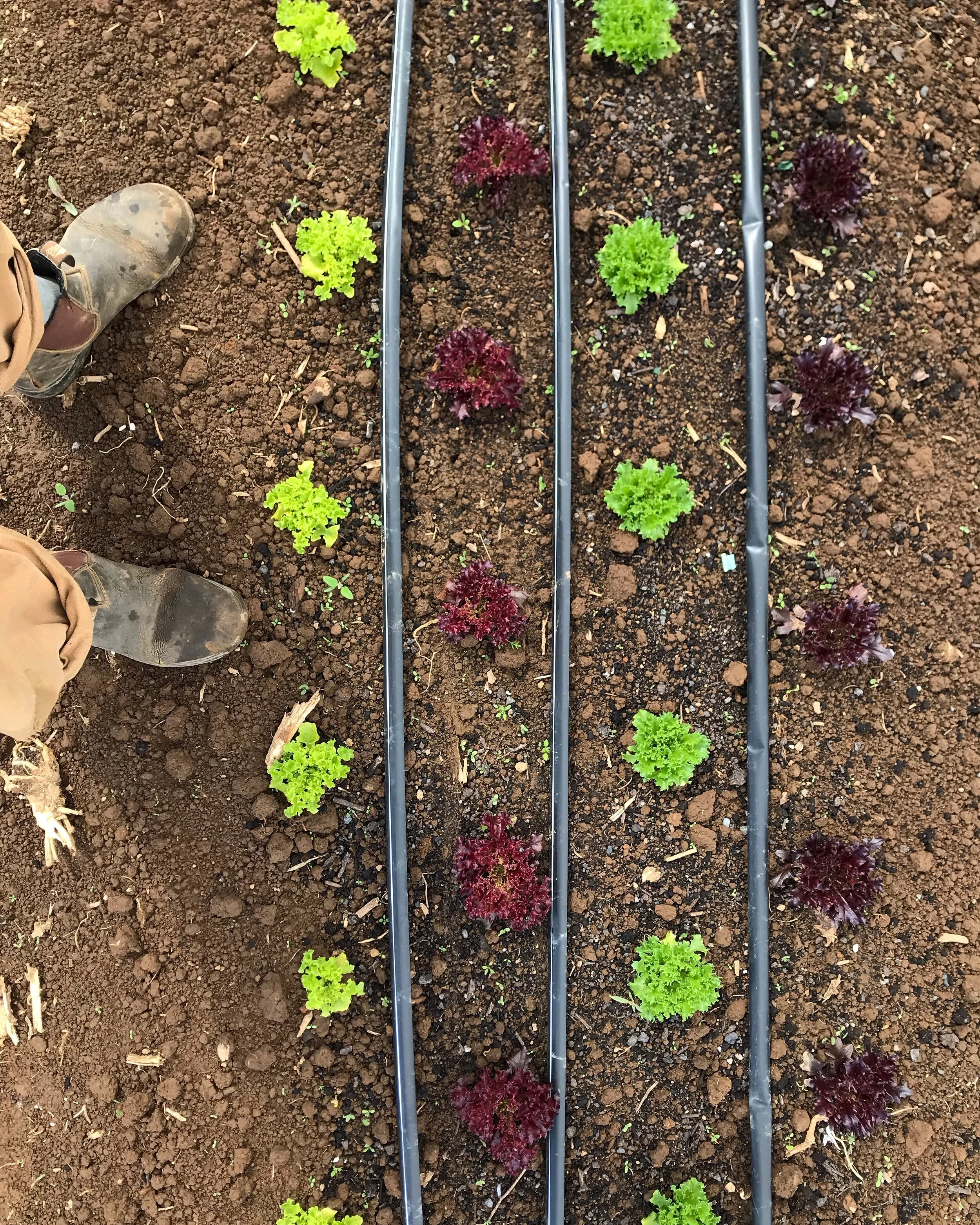 The Farm — Mora Mora Farm