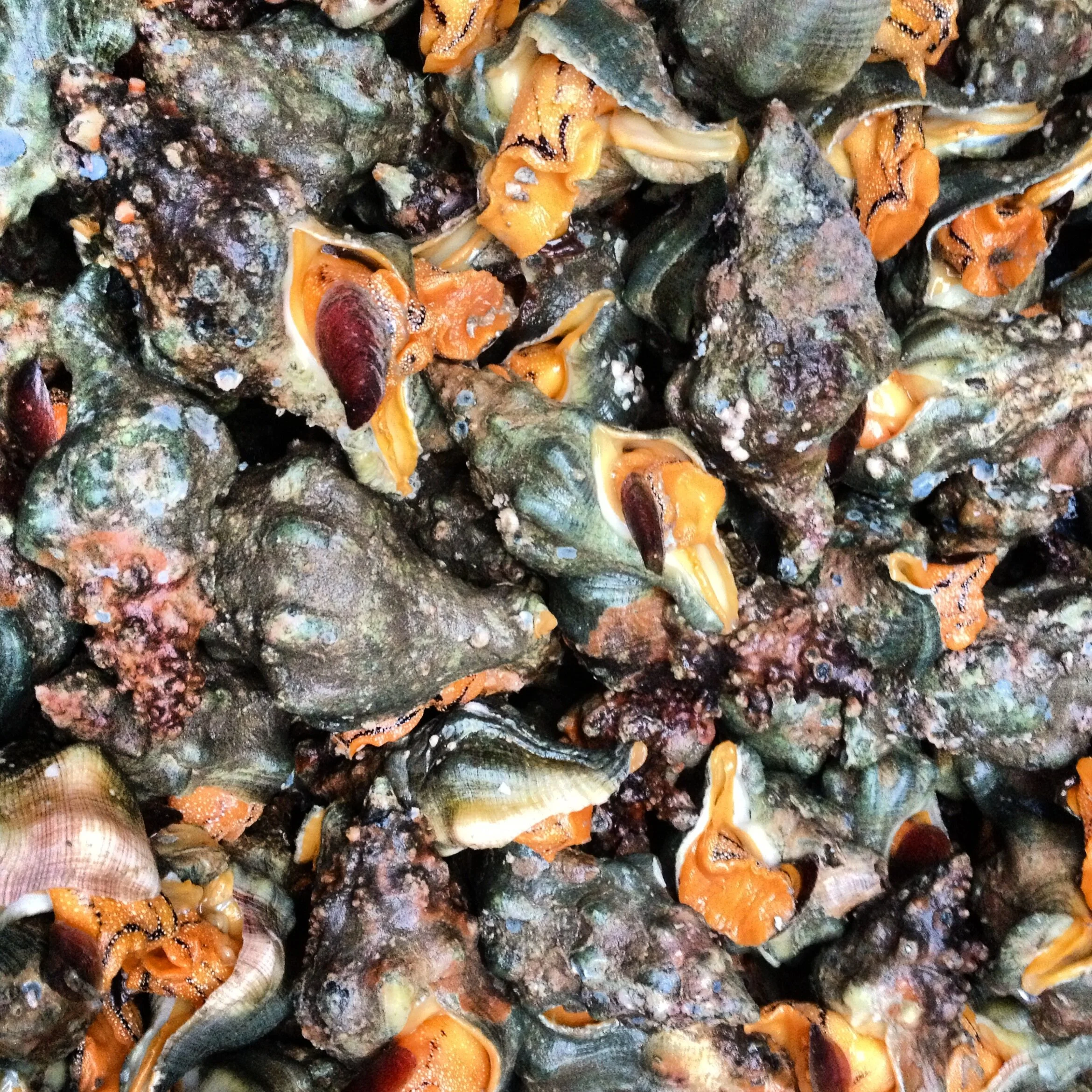 Store — Sea Stephanie Fish