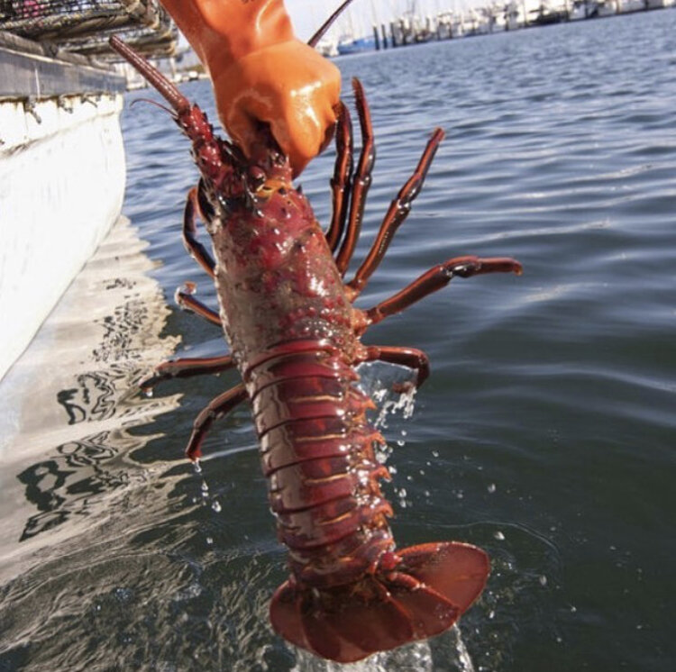 Store — Sea Stephanie Fish