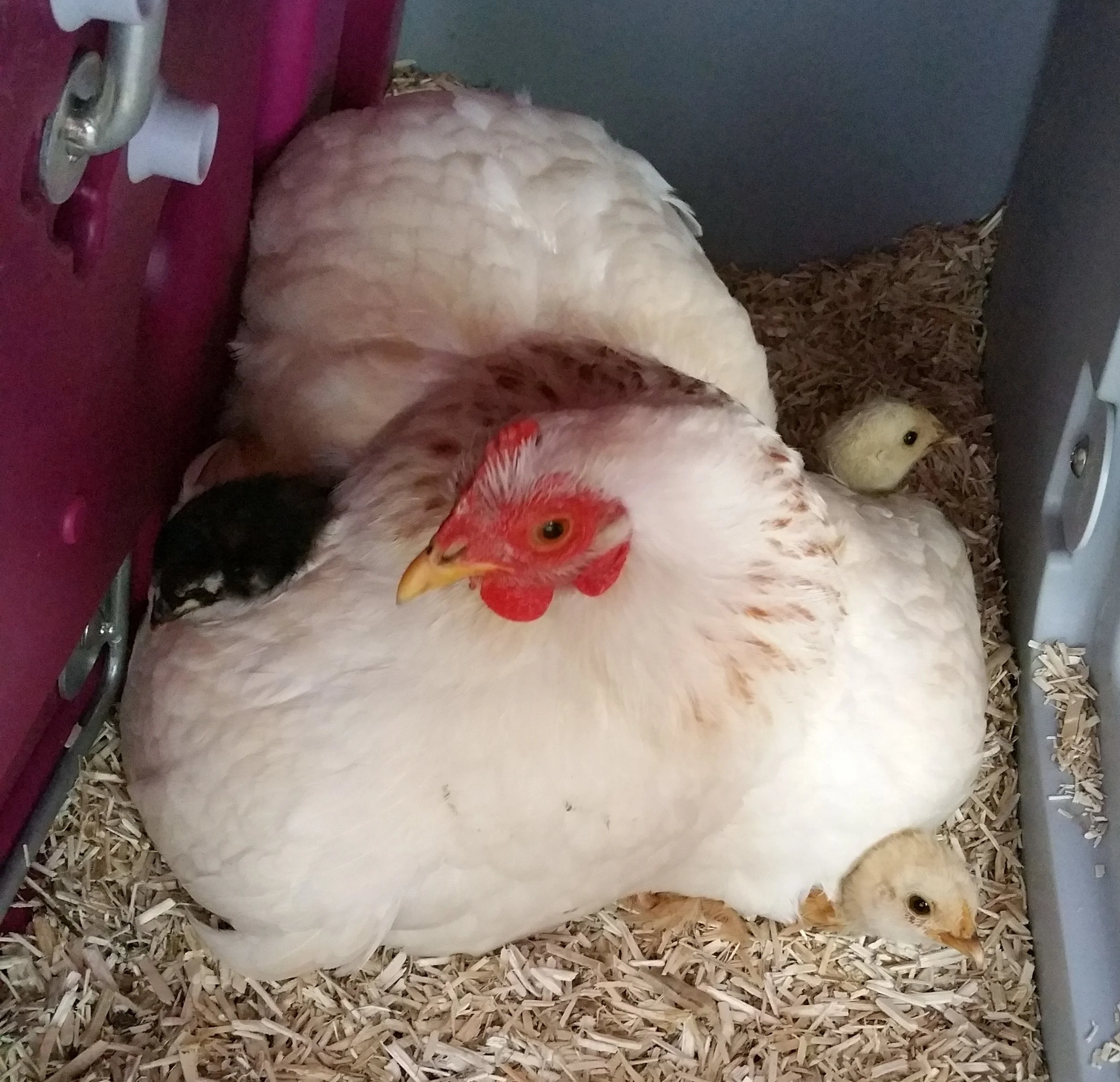 Chicken Gallery — Bertie's Pekin Chickens