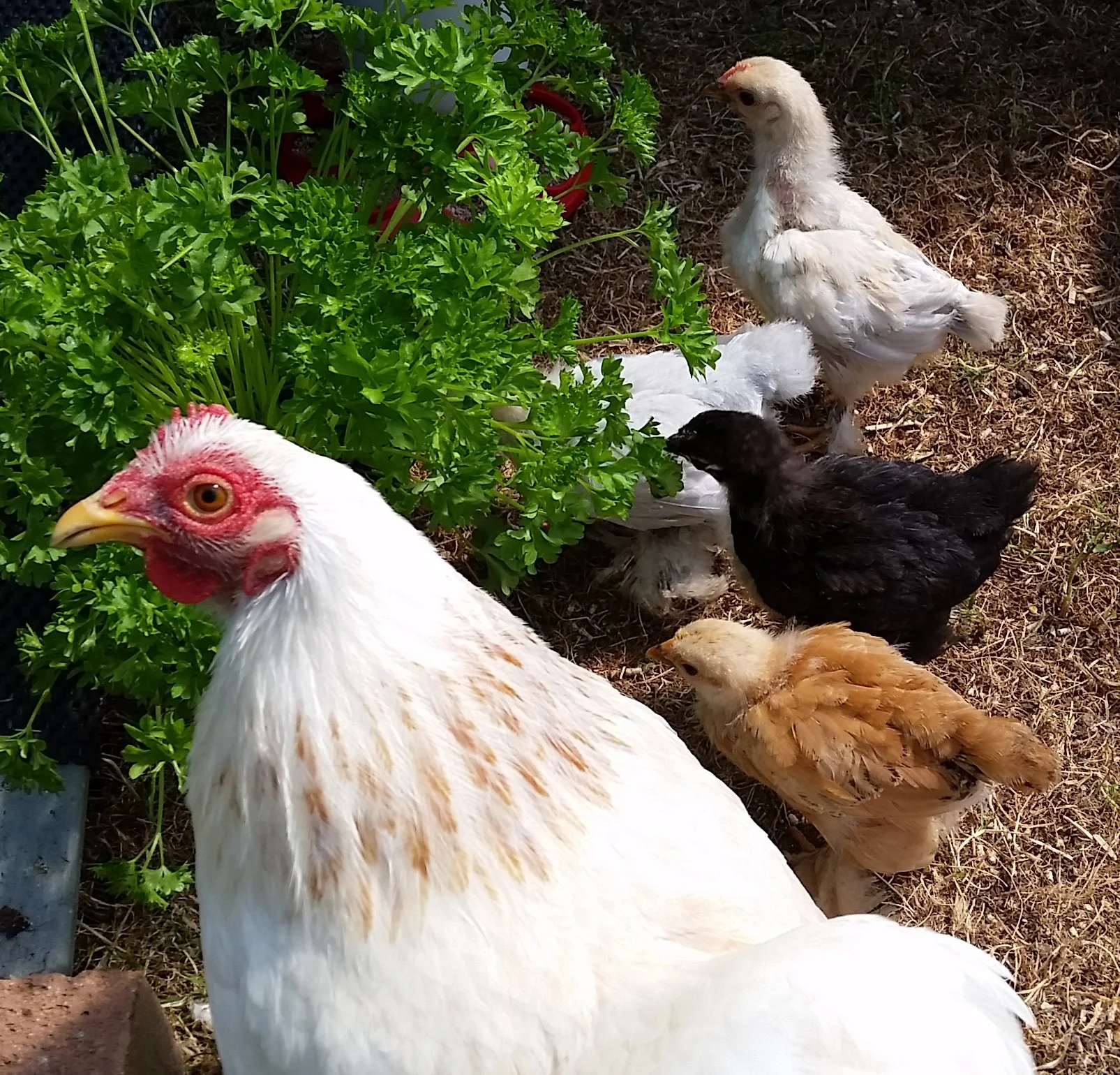 Chicken Gallery — Bertie's Pekin Chickens