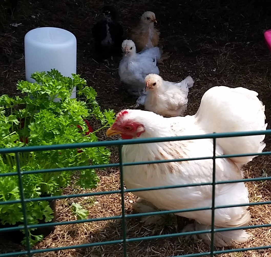 Chicken Gallery — Bertie's Pekin Chickens