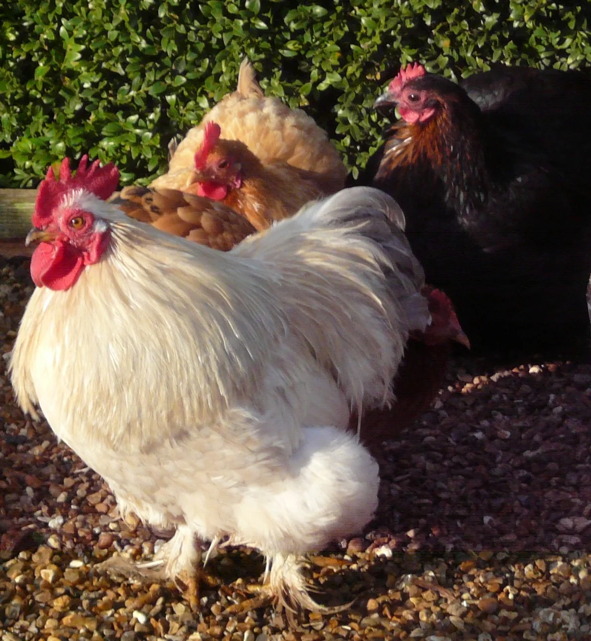 Chicken Gallery — Bertie's Pekin Chickens
