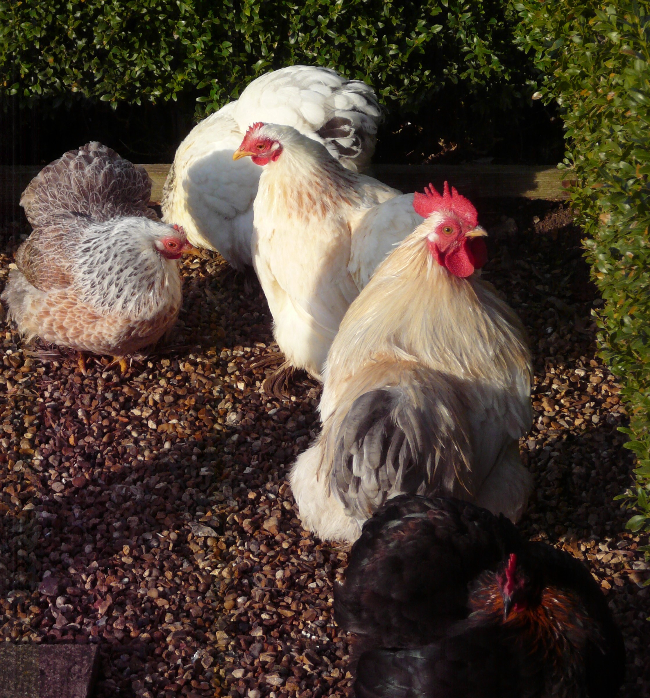Chicken Gallery — Bertie's Pekin Chickens