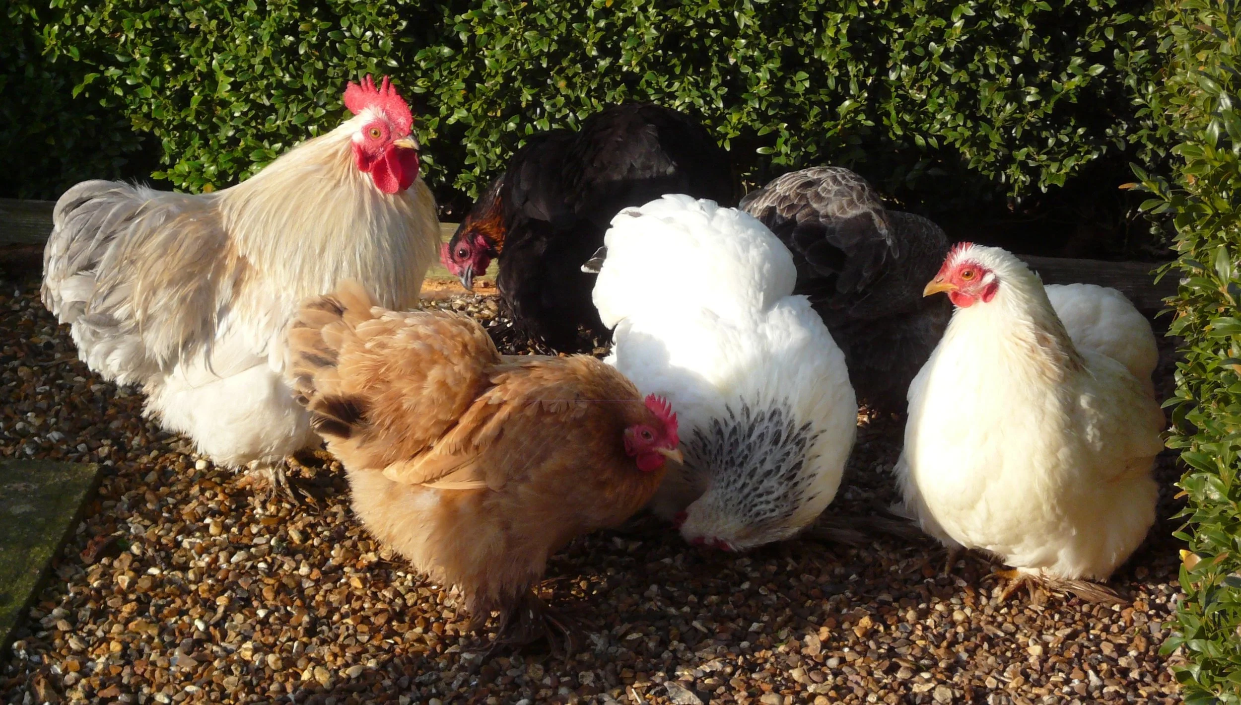 Chicken Gallery — Bertie's Pekin Chickens