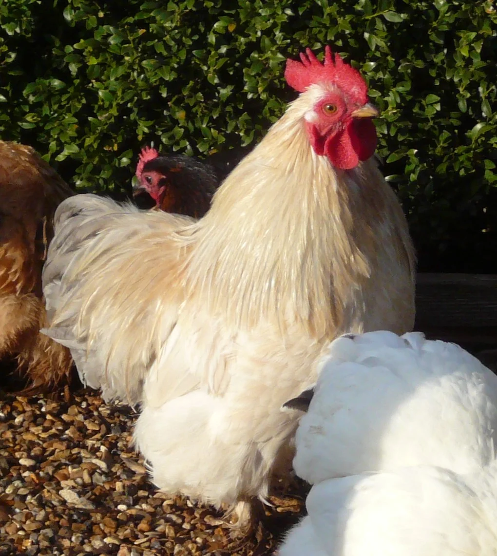 Chicken Gallery — Bertie's Pekin Chickens