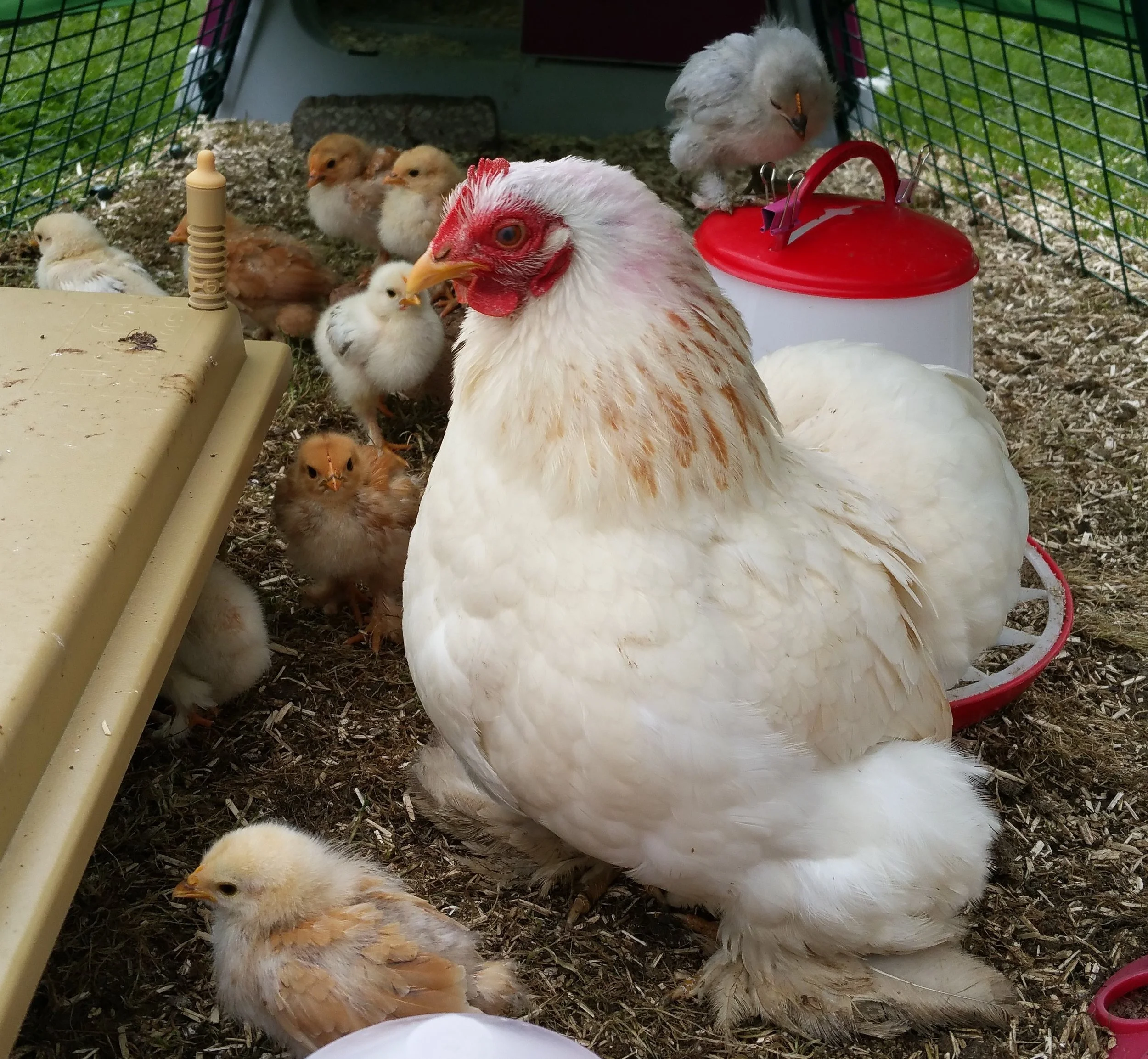 Chicken Gallery — Bertie's Pekin Chickens