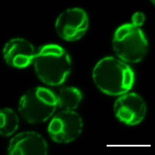 New Science — Menon Lab