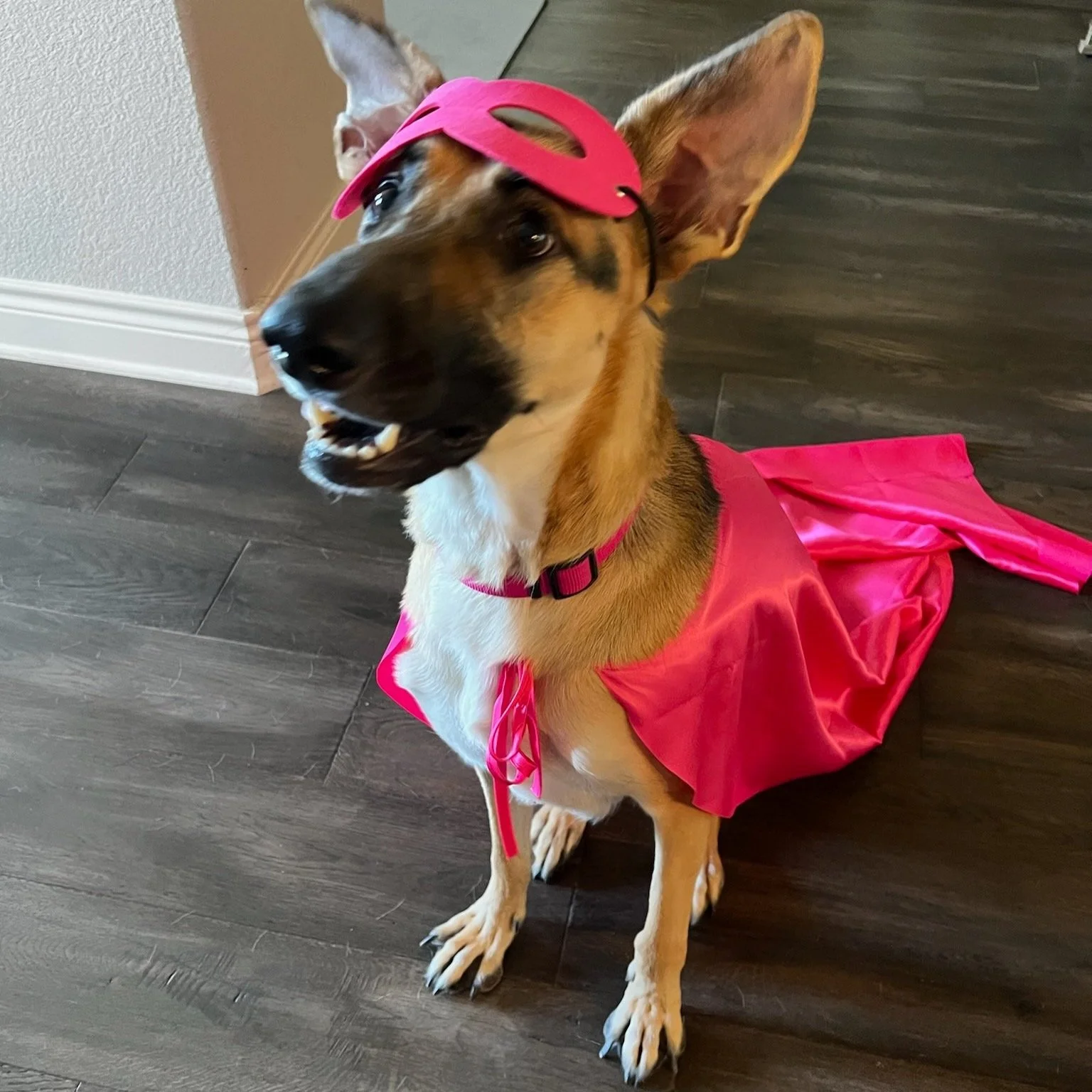 Dogs for Adoption — Central Texas SPCA