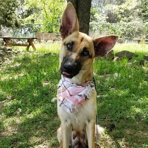 Dogs for Adoption — Central Texas SPCA