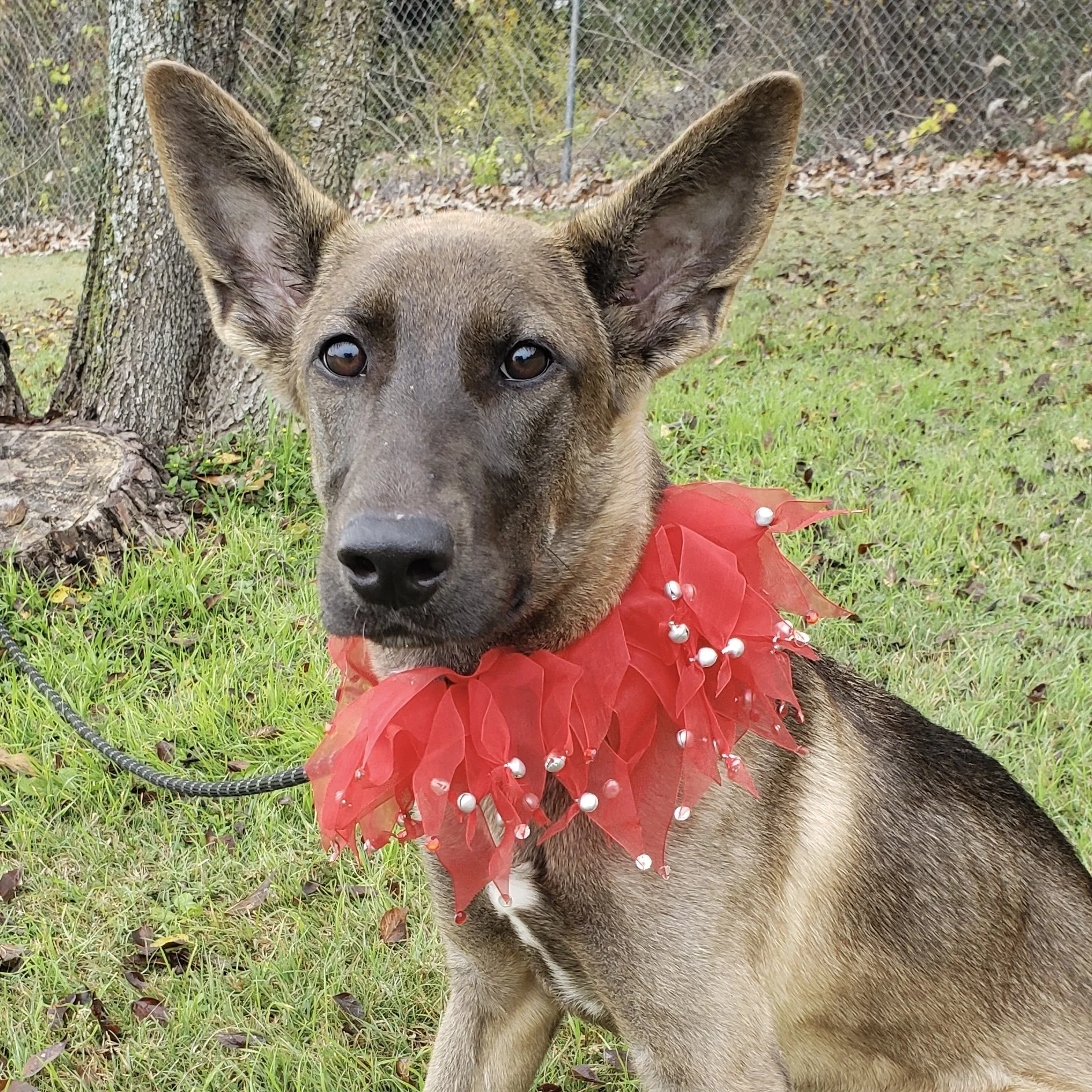 Dogs for Adoption — Central Texas SPCA