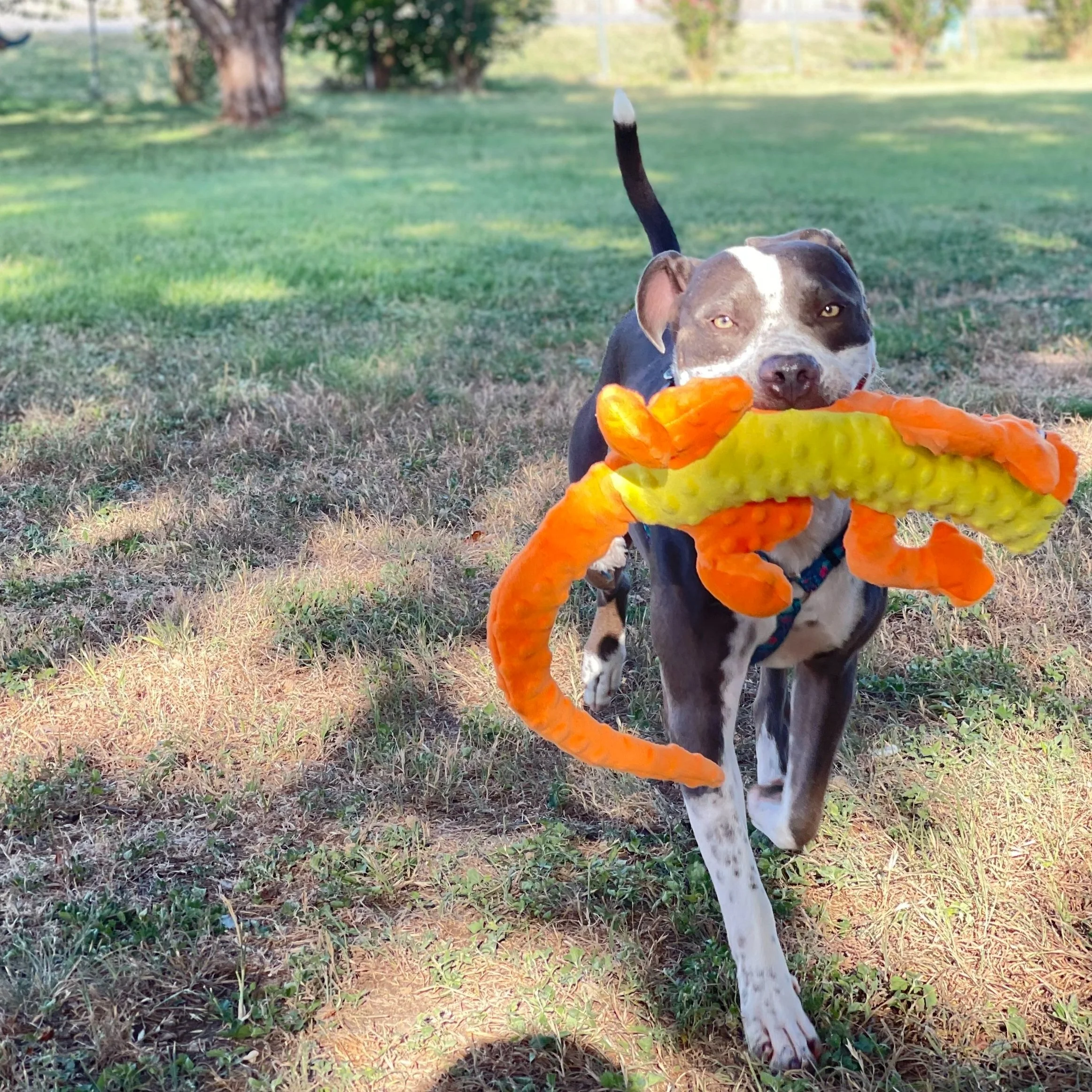Dogs for Adoption — Central Texas SPCA