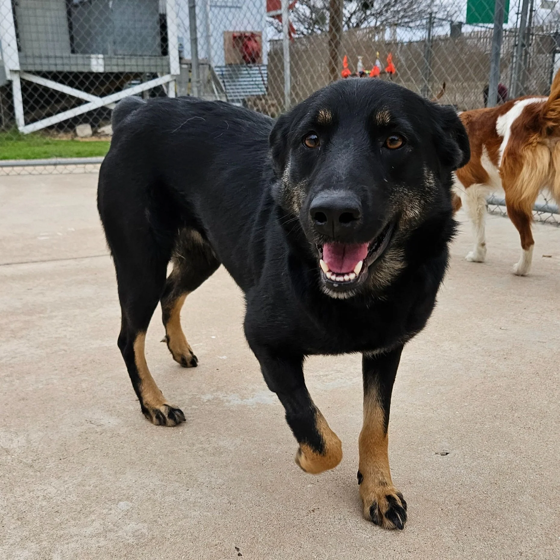 Dogs for Adoption — Central Texas SPCA