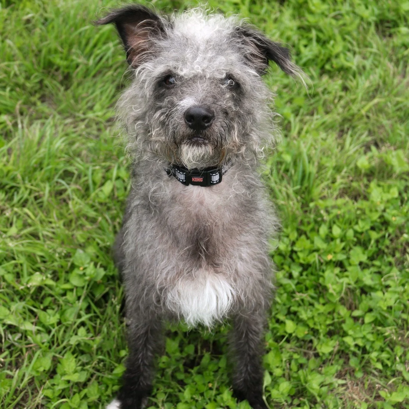 Dogs for Adoption — Central Texas SPCA