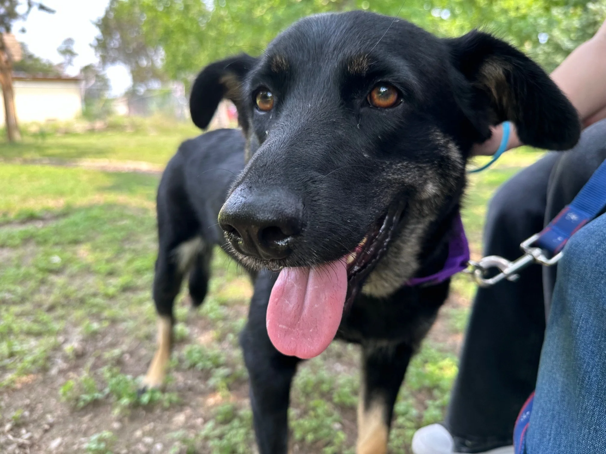 Dogs for Adoption — Central Texas SPCA