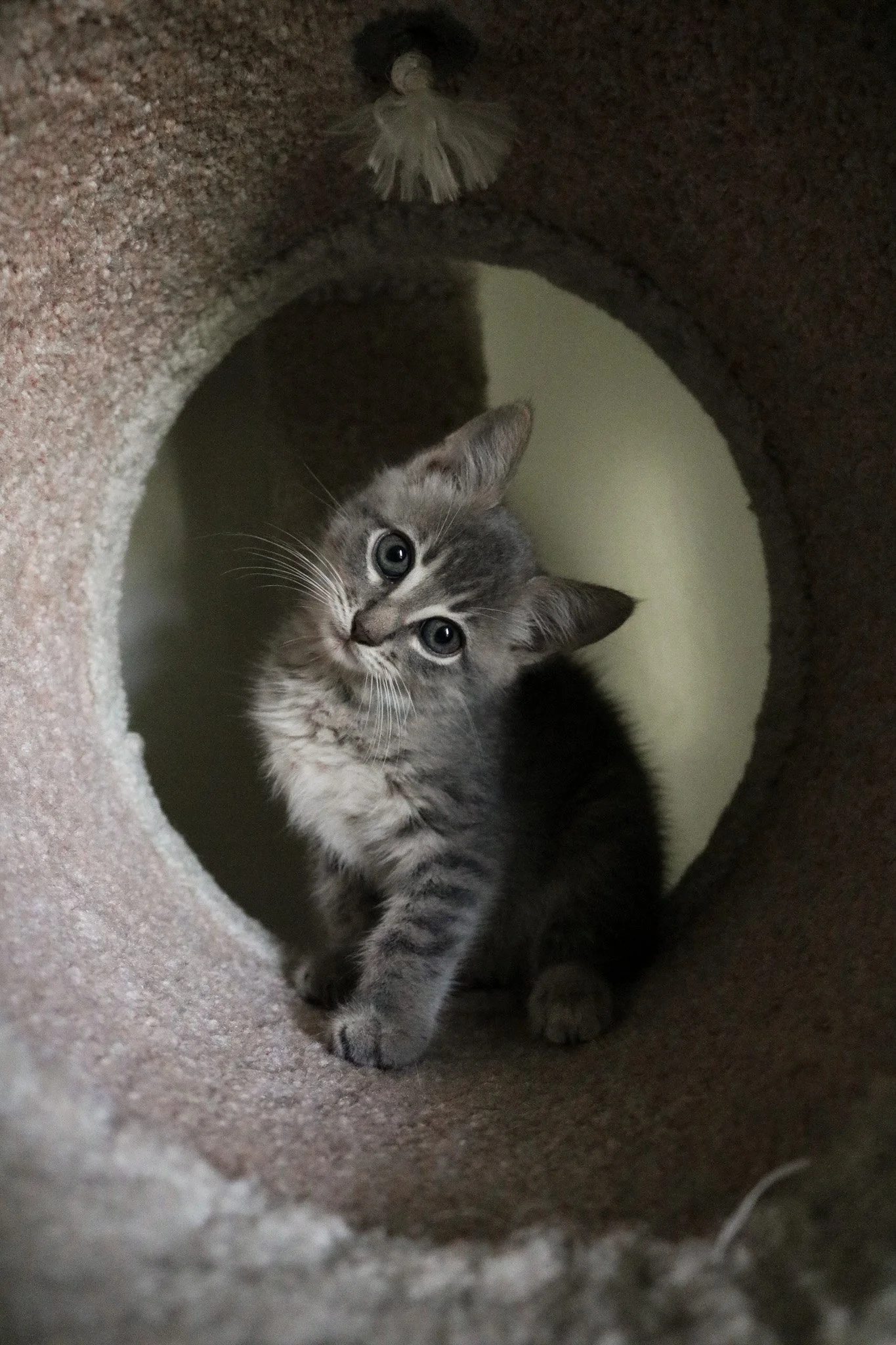 Cats for Adoption — Central Texas SPCA