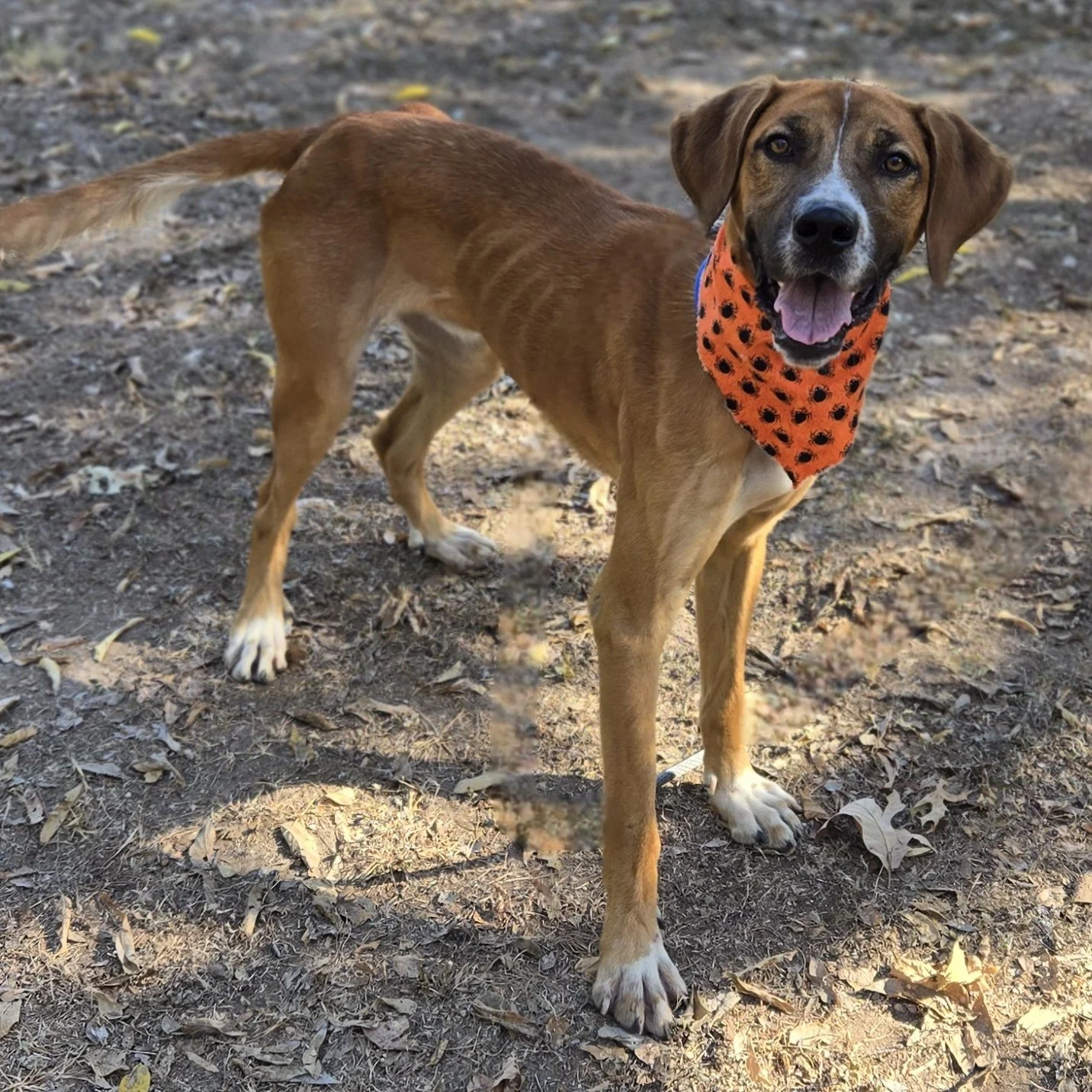Dogs for Adoption — Central Texas SPCA
