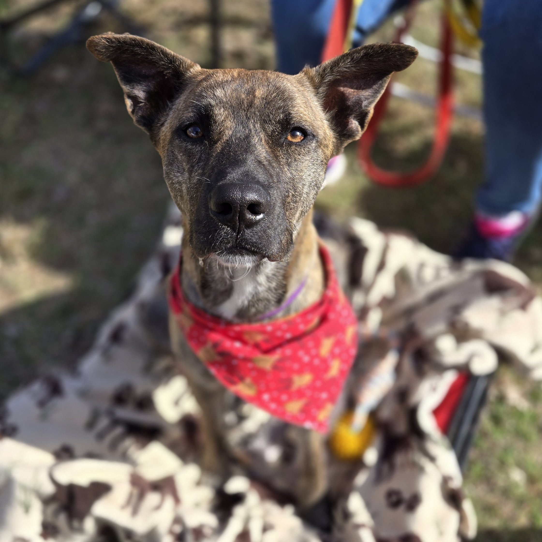 Dogs for Adoption — Central Texas SPCA