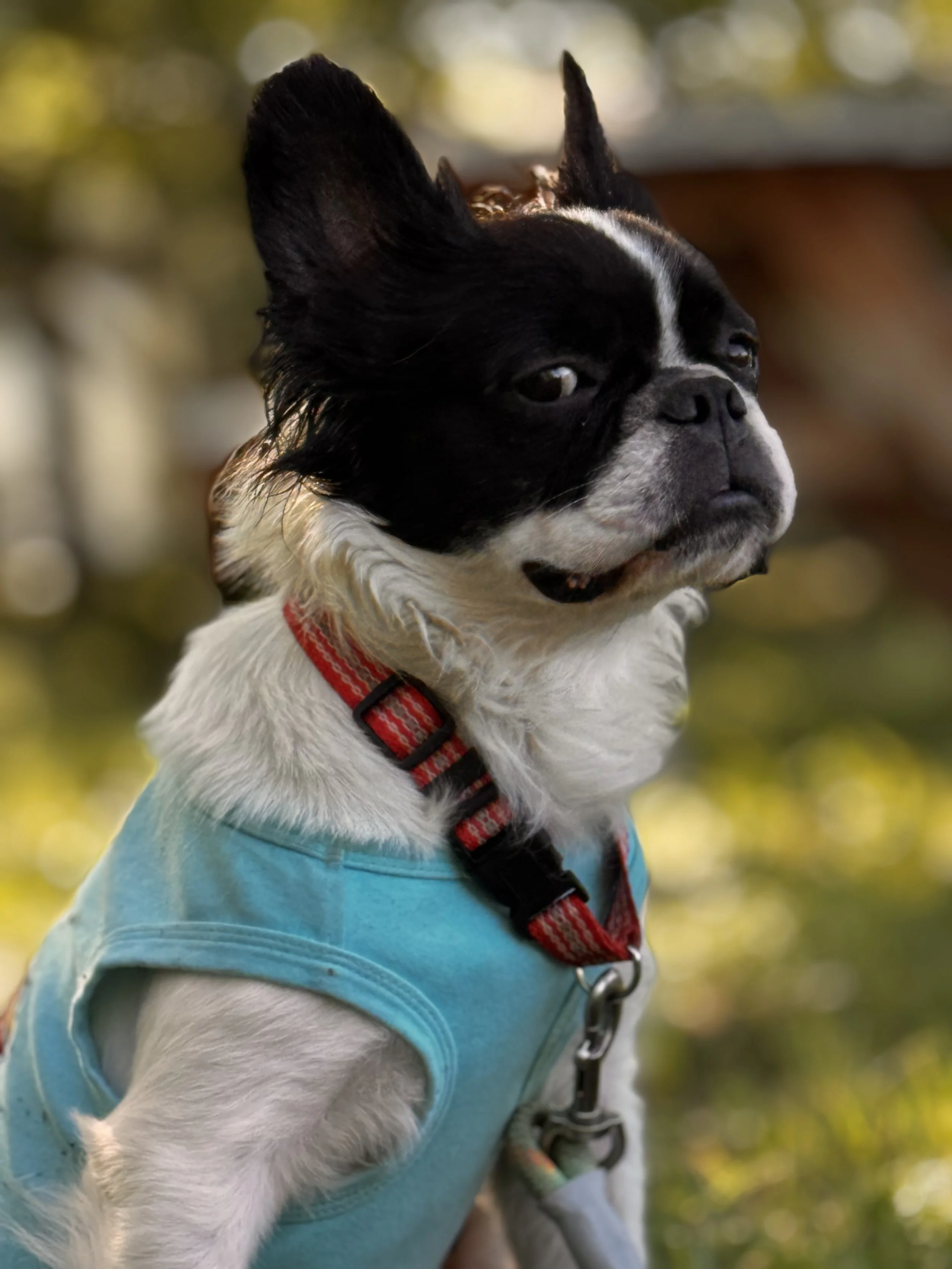 Dogs for Adoption — Central Texas SPCA