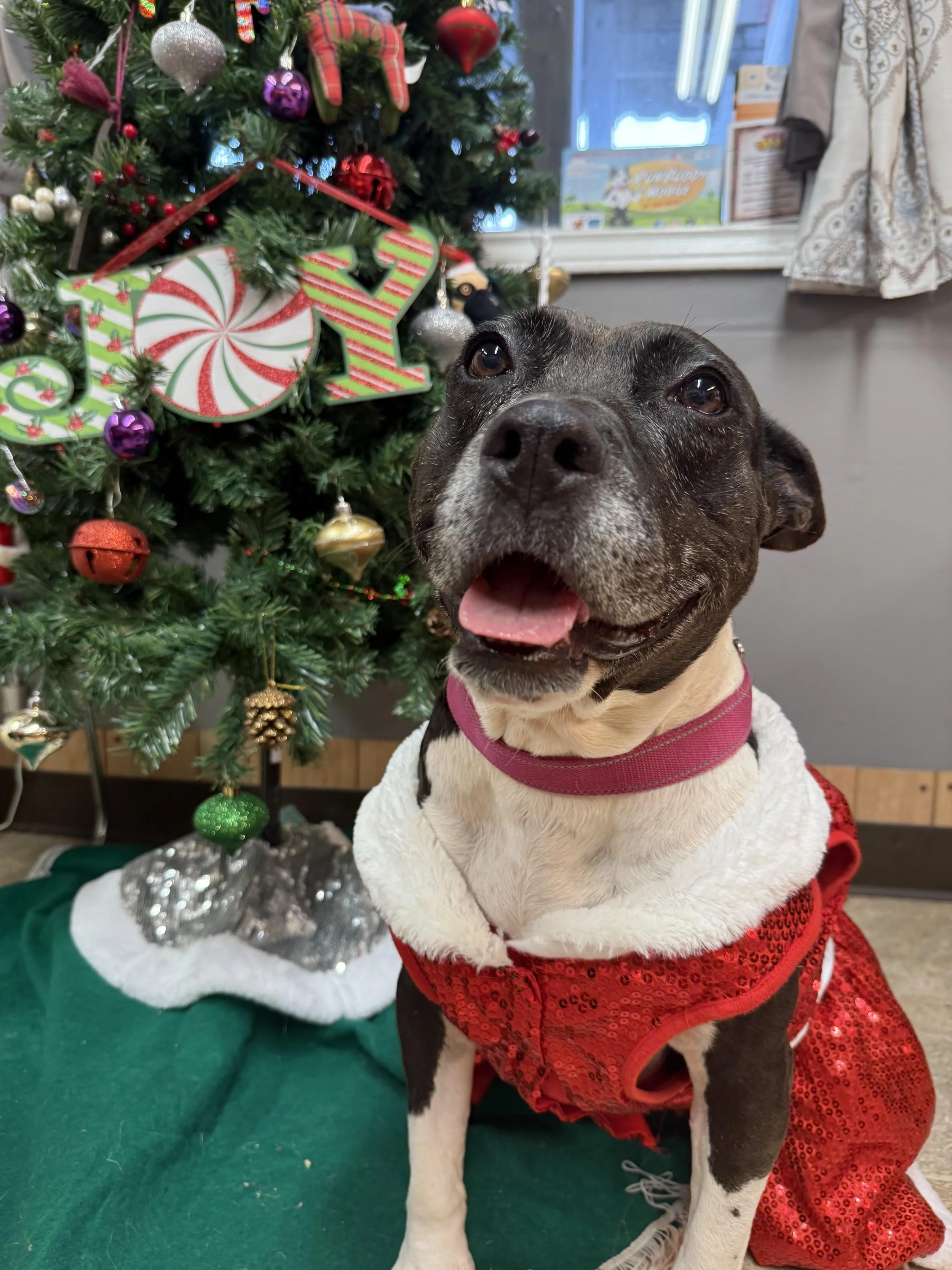 May (3 years old - 55lb) — Central Texas SPCA