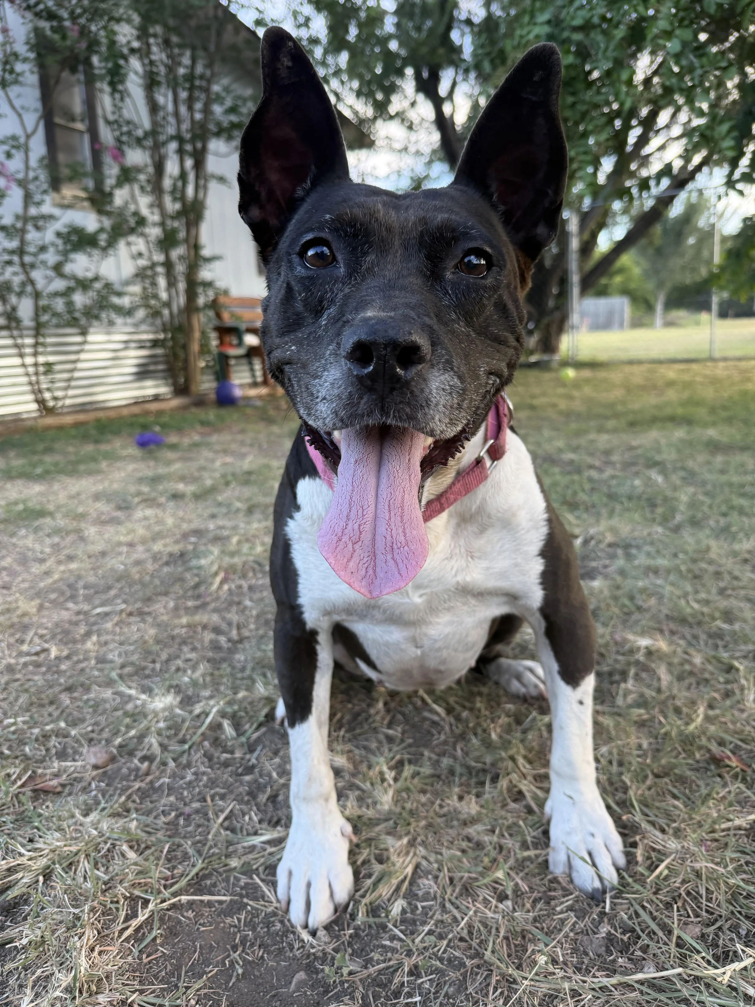 May (3 years old - 55lb) — Central Texas SPCA