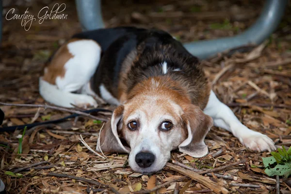 Athens Canine Rescue's Mutt Strut at Bishop Park in Athens, GA ...